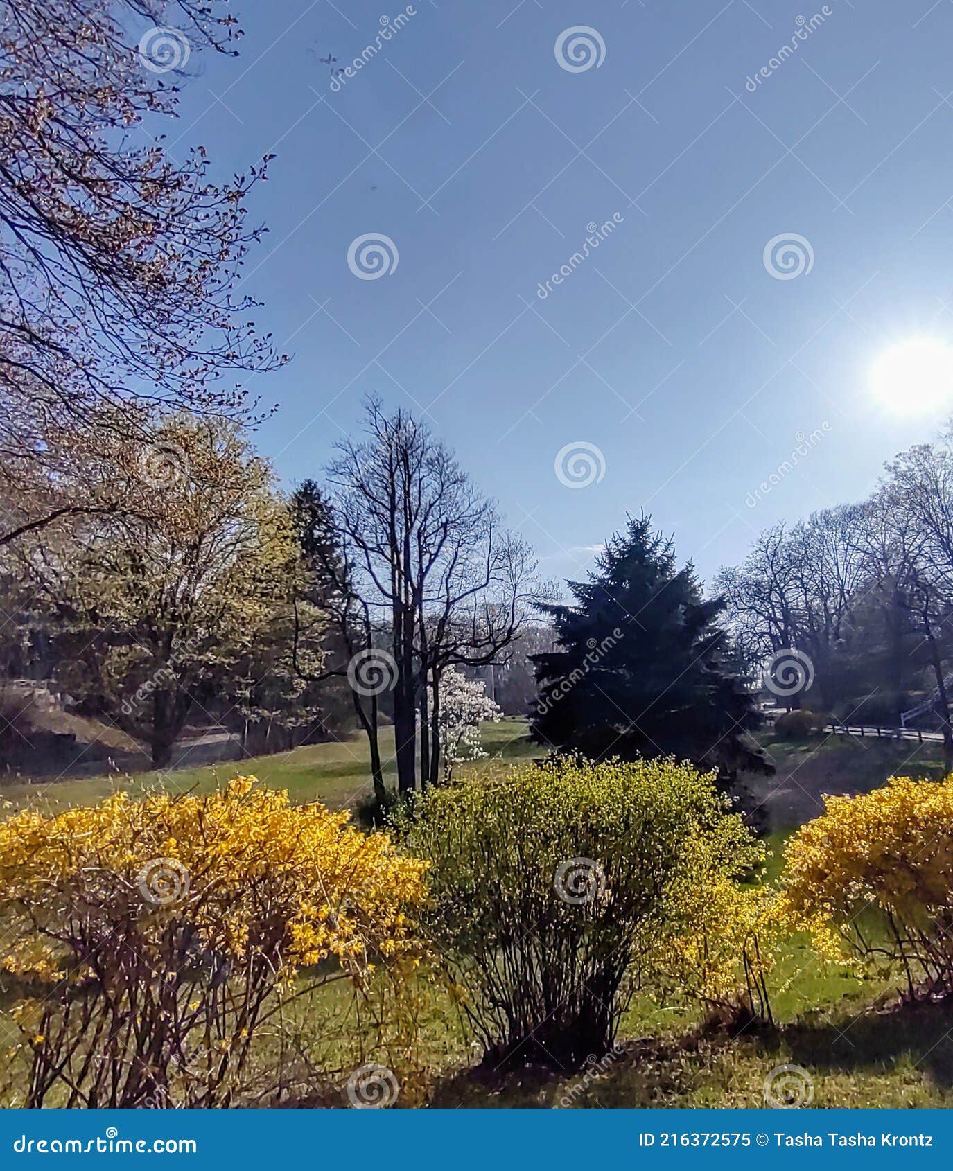 Landscape Beginning of Spring Stock Image - Image of park, tree: 216372575
