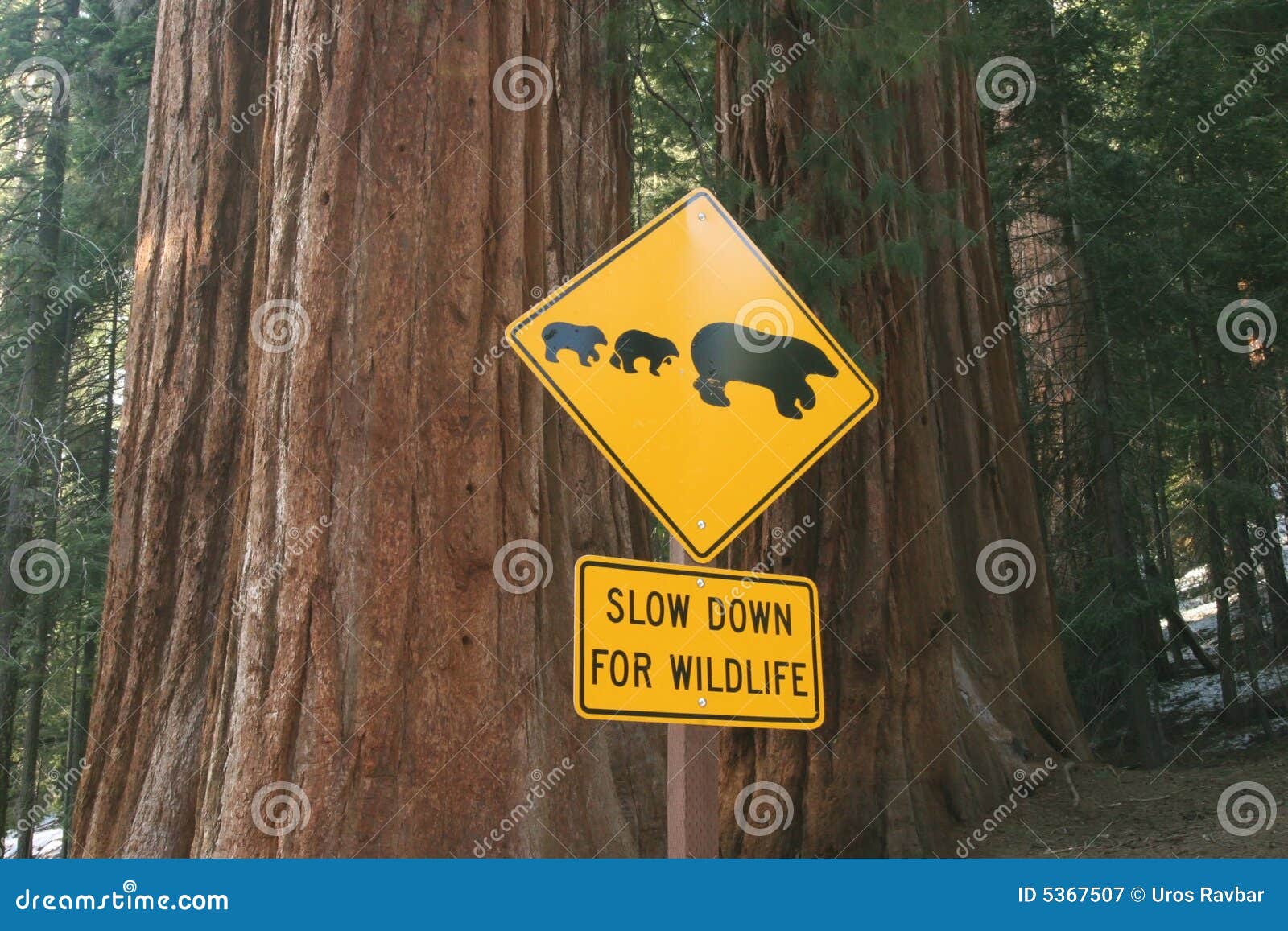 Road sign for bears stock image. Image of notice, care - 5367507