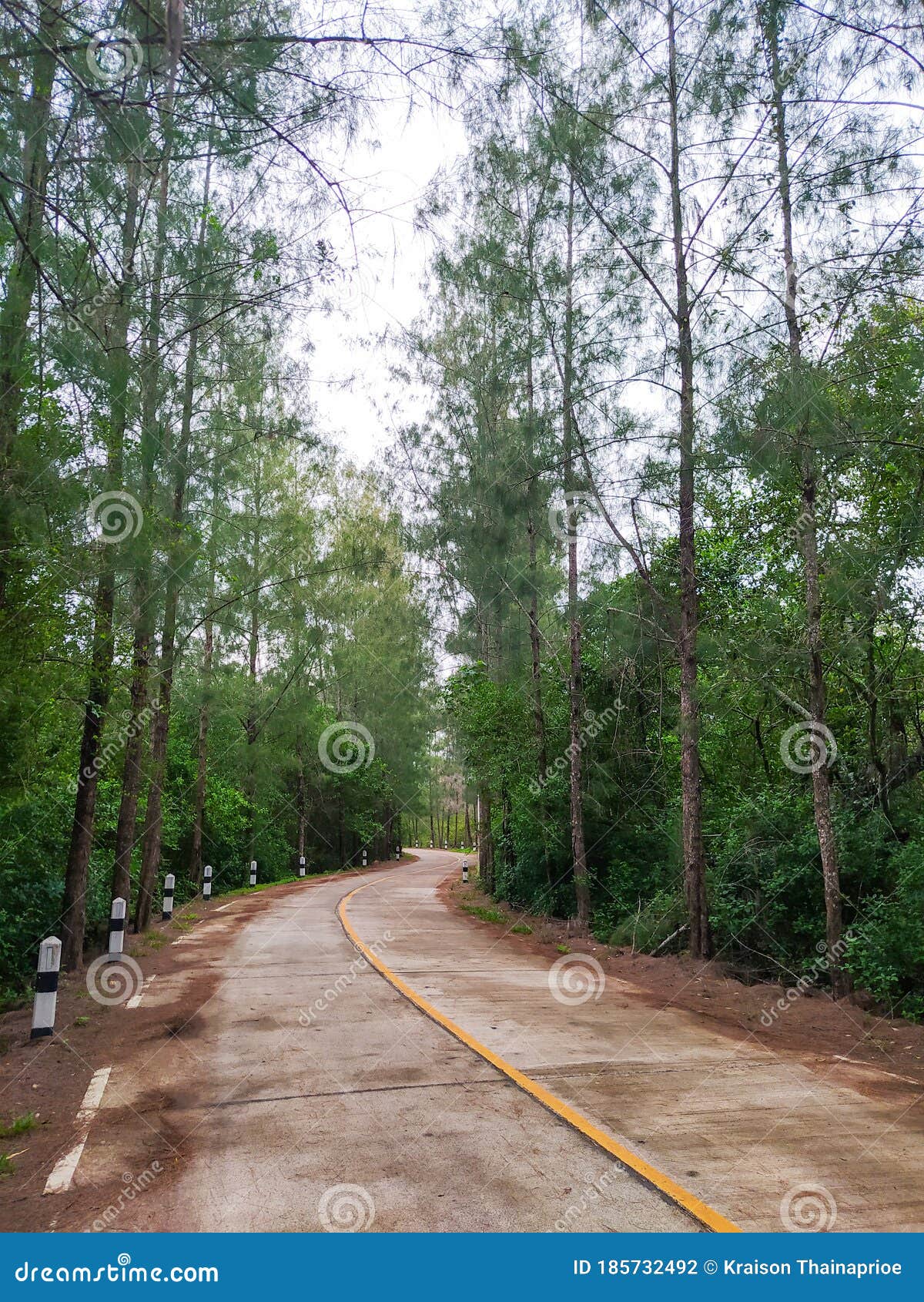 Road sign in the forest stock photo. Image of green - 185732492