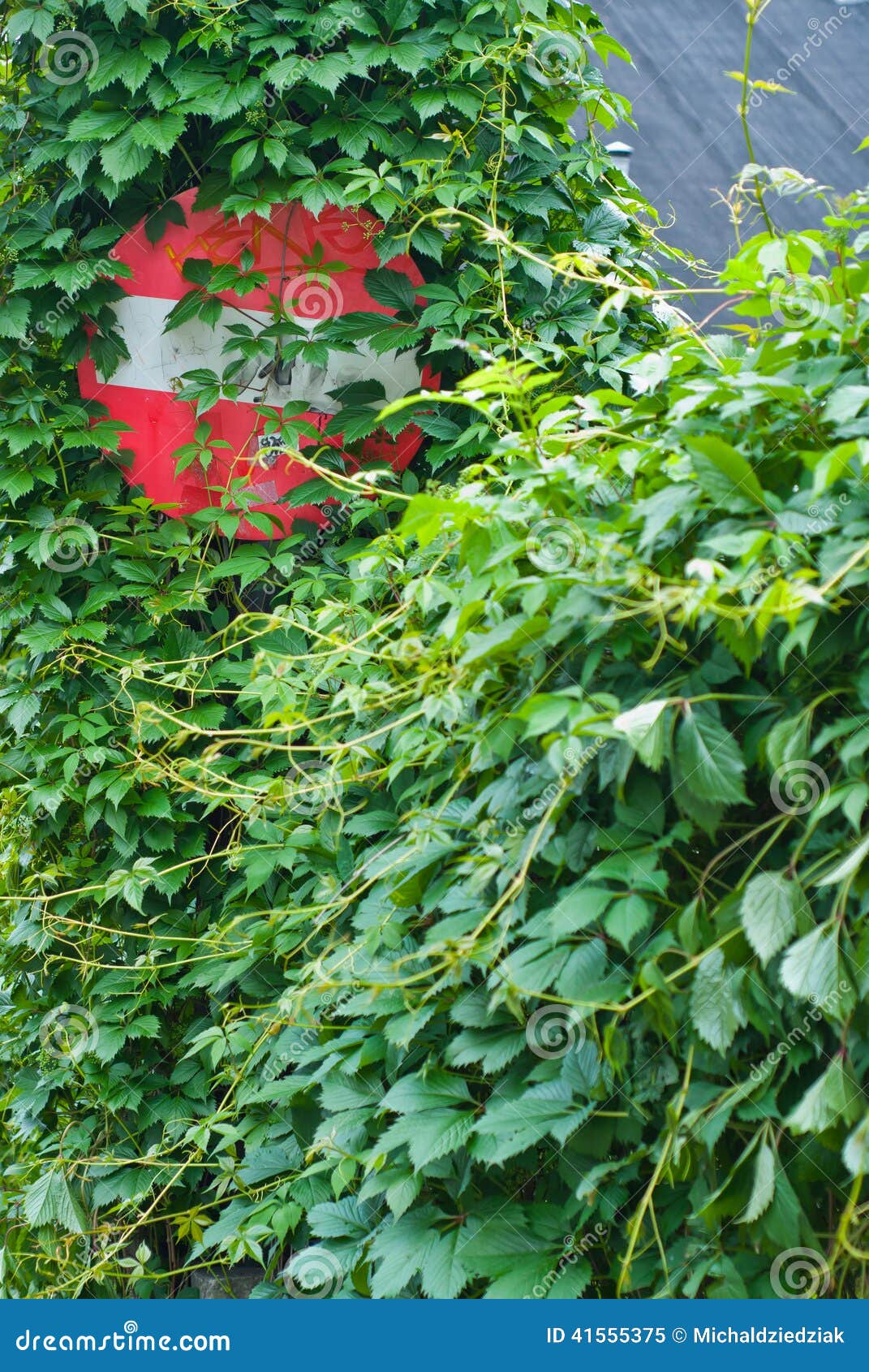Road sign in the ivy stock image. Image of green, nature - 41555375