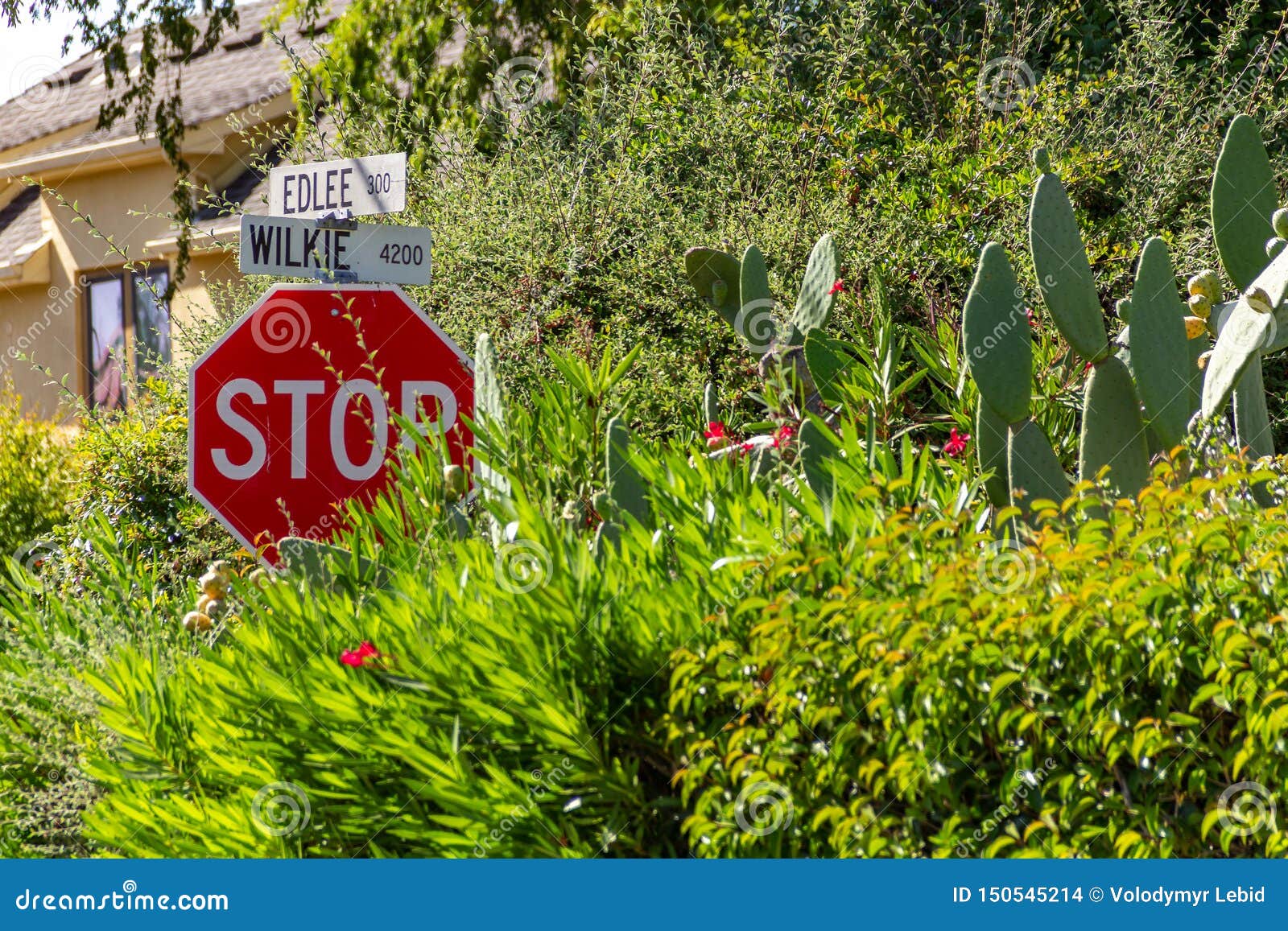 Road Sign Stop in the Bush. Road Caution Concept Stock Photo - Image of ...