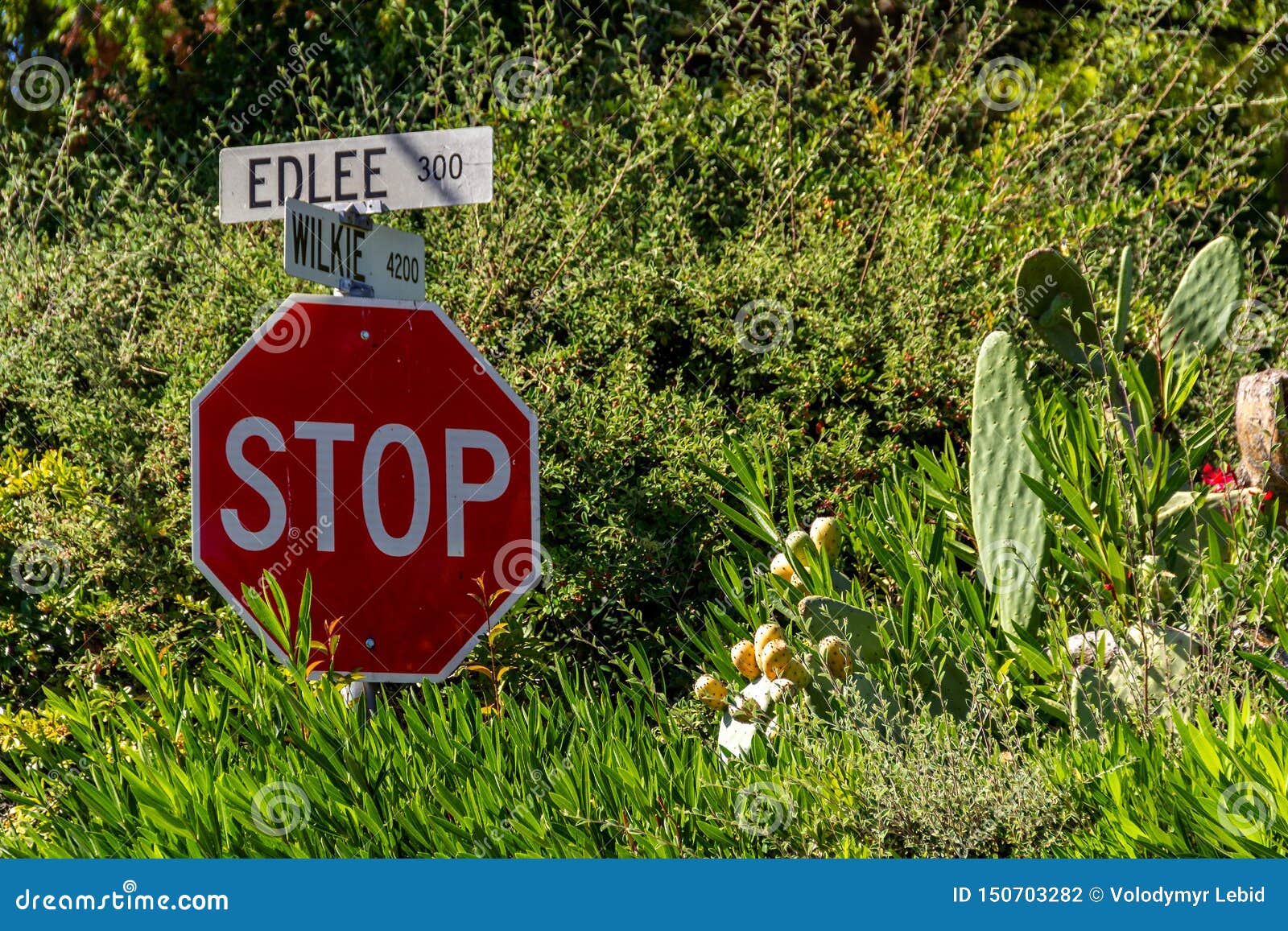 Road Sign Stop in the Bush. Road Caution Concept Stock Photo - Image of ...