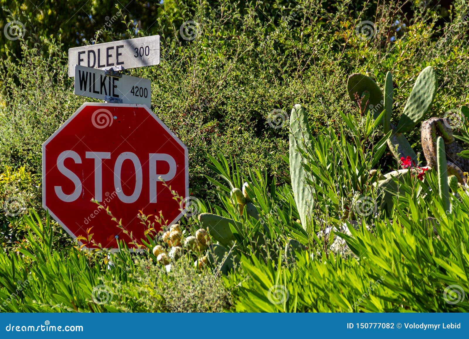 Road Sign Stop in the Bush. Road Caution Concept Stock Photo - Image of ...