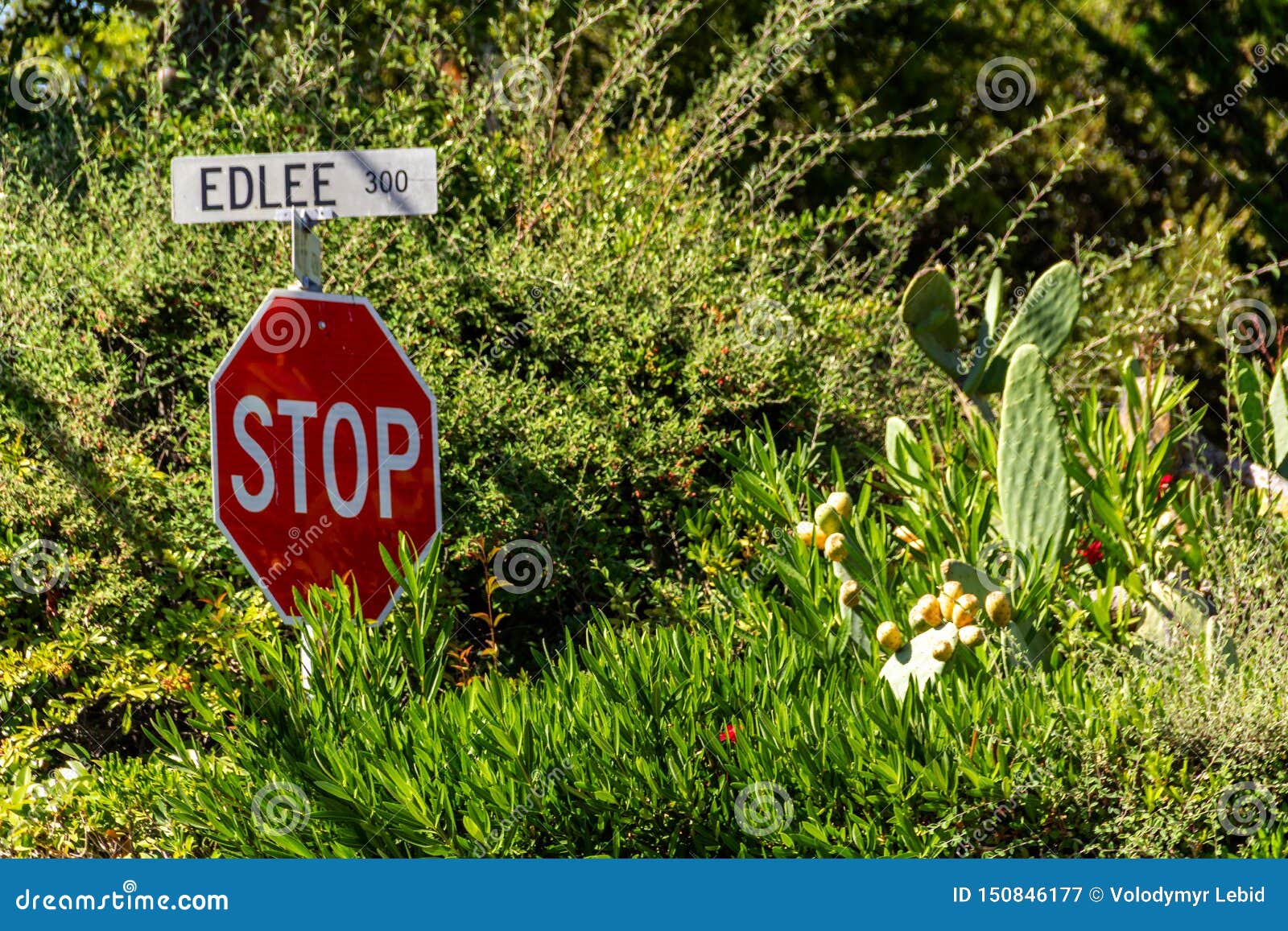 Road Sign Stop in the Bush. Road Caution Concept Stock Image - Image of ...