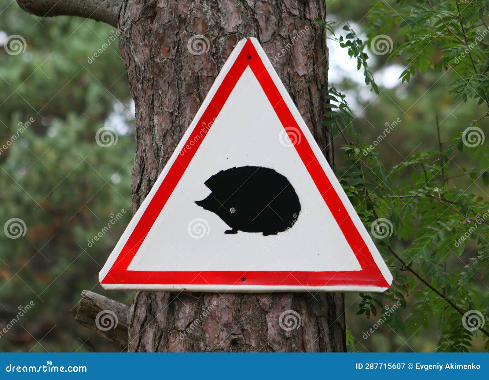 Road Sign Using a Hedgehog on a Tree Stock Image - Image of sign ...