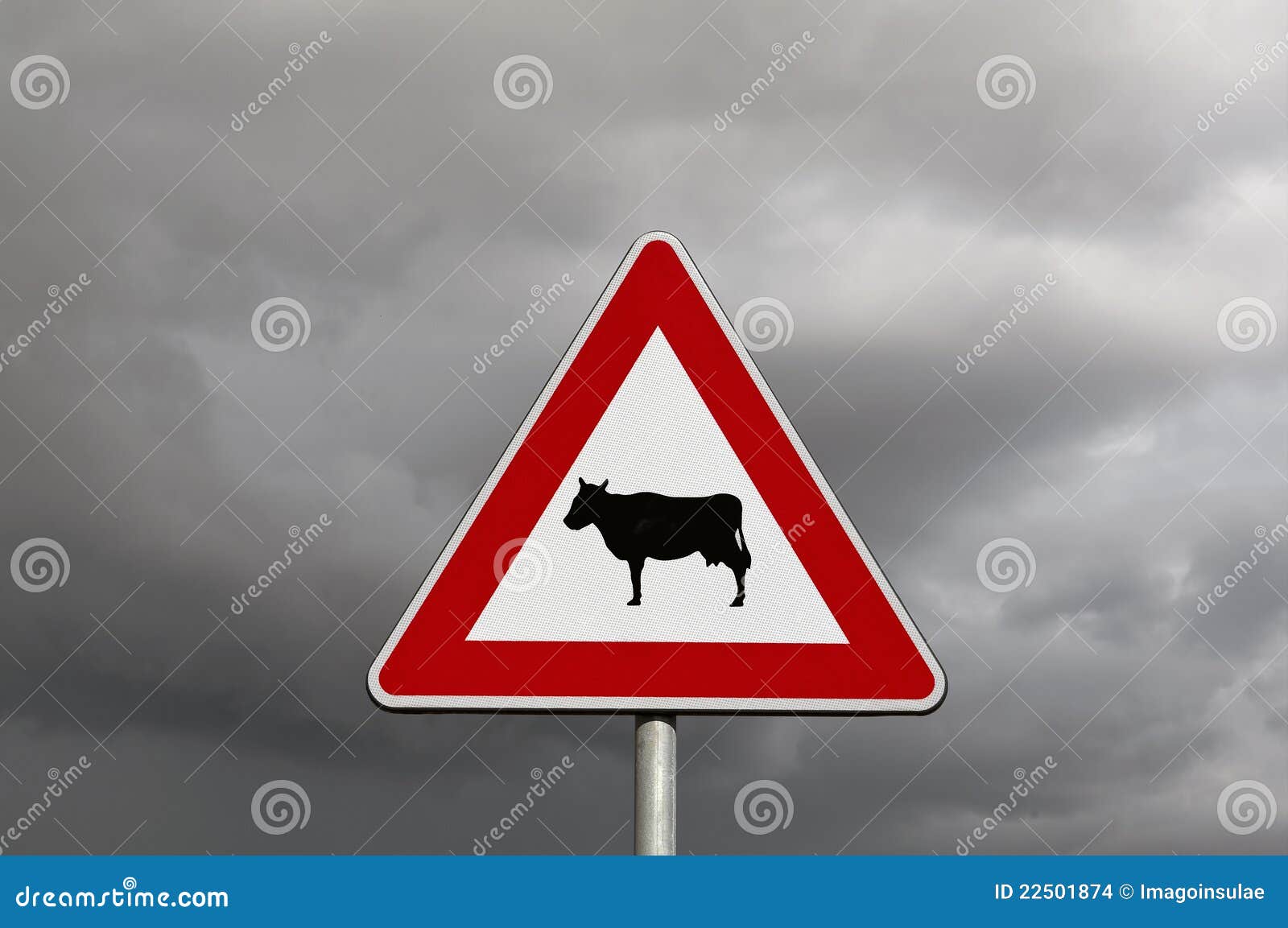 Cattle Crossing Road. Danger Road Sign Stock Photo - Image of signal ...