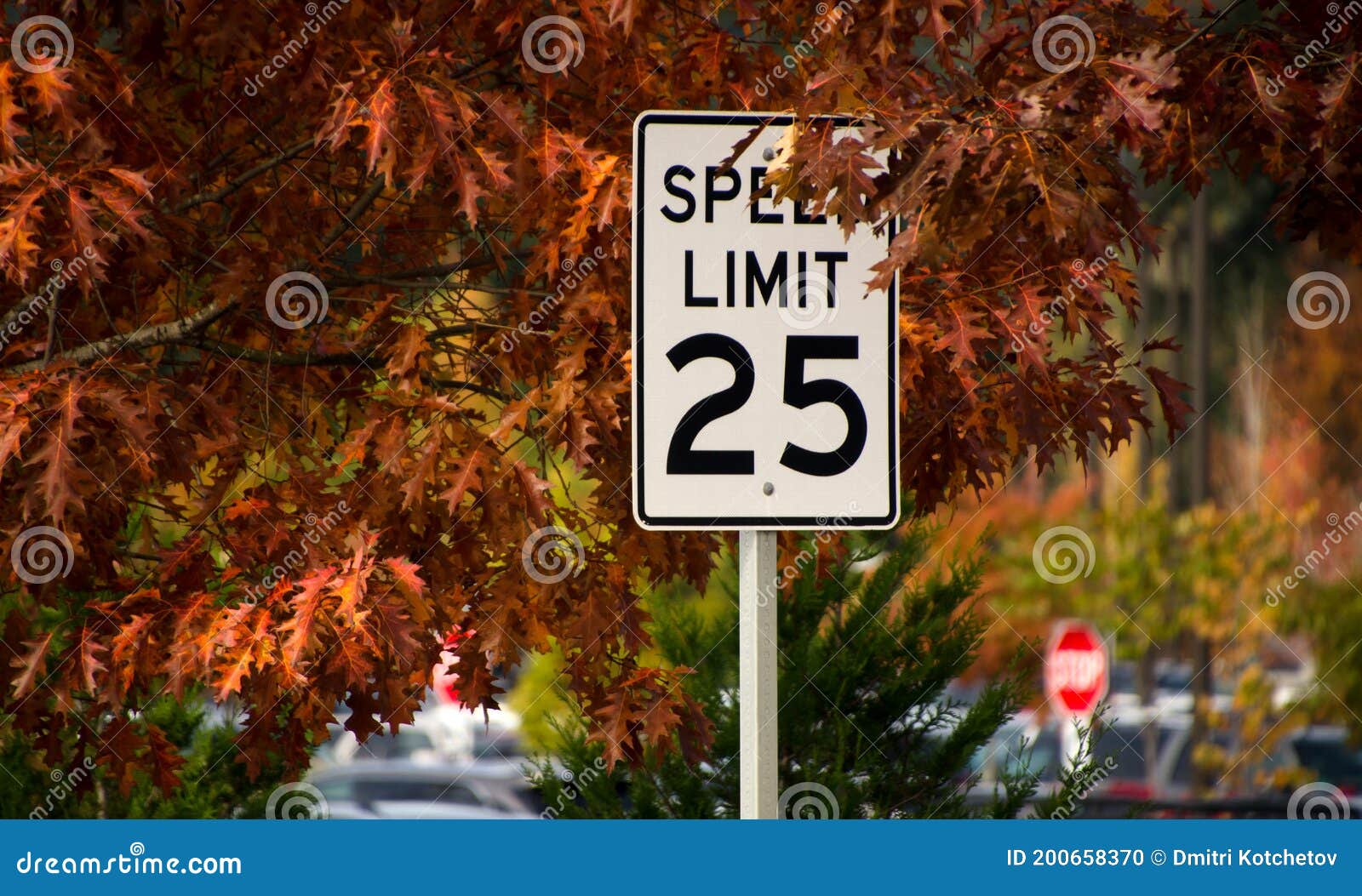 Road Signs Under Fall Oak Foliage Stock Photo - Image of campus, stop ...