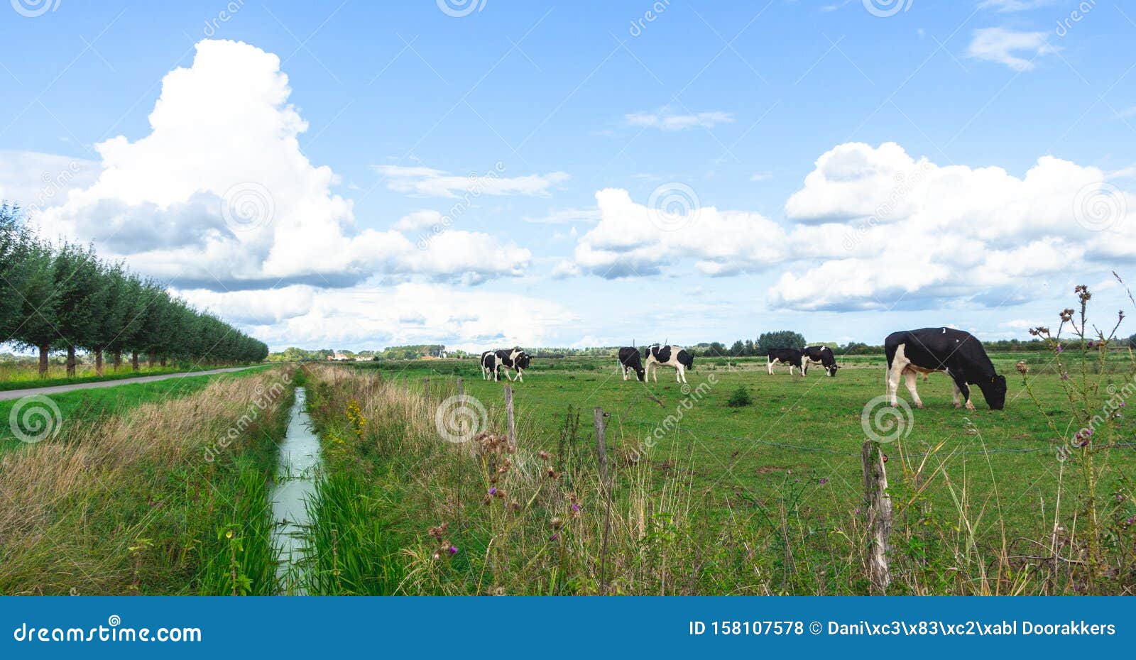 Road on a Small Next To a Ditch and Cows Eating Grass. Stock Photo ...