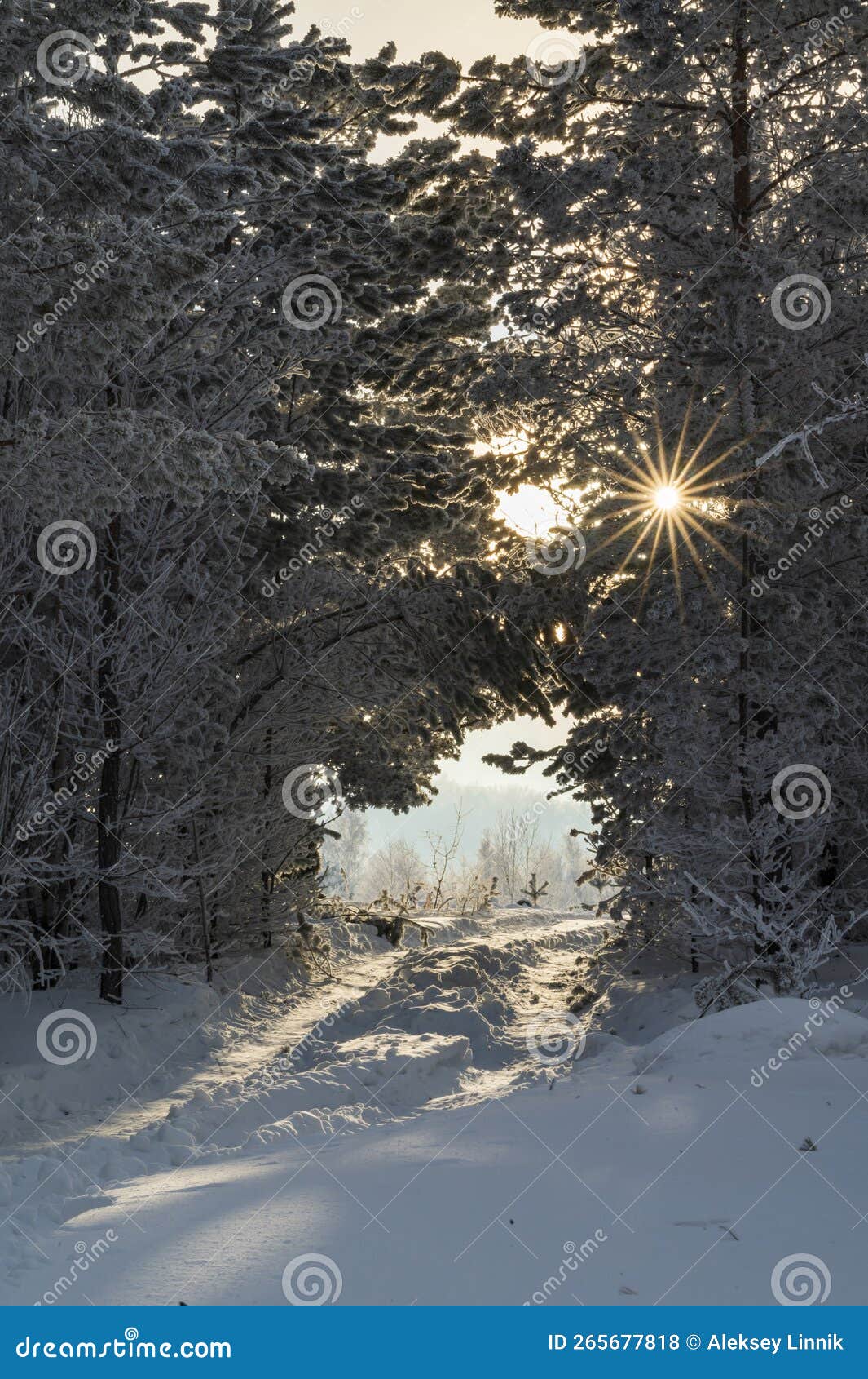 Road in the Snow-covered Forest Stock Photo - Image of frozen, adult ...