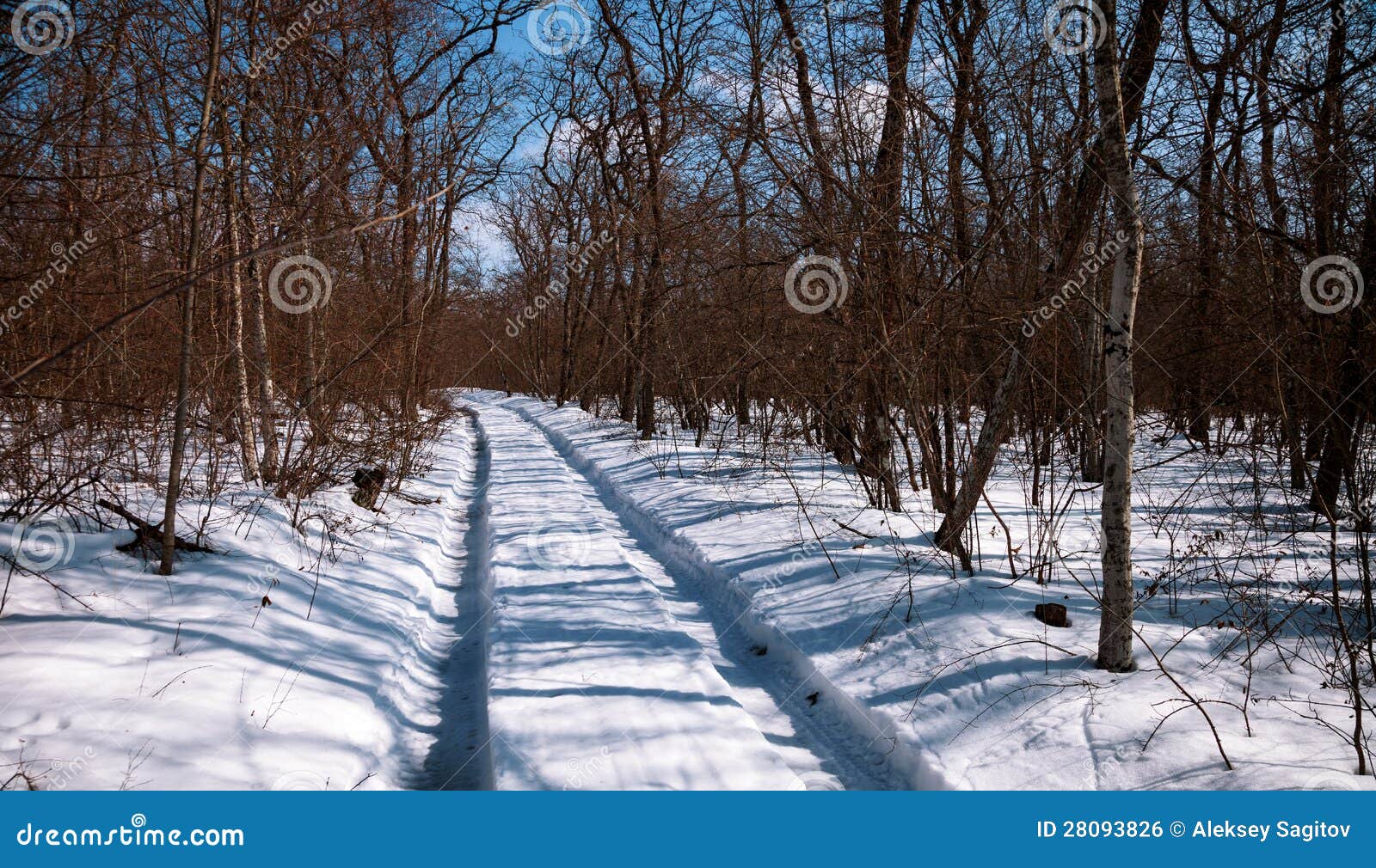 Road in a snowy forest stock photo. Image of country - 28093826