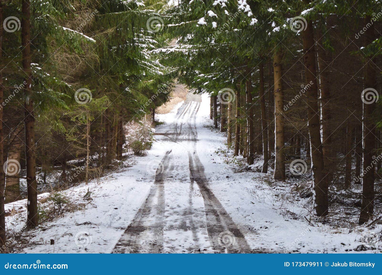 Road in the snowy forest stock image. Image of coniferous - 173479911