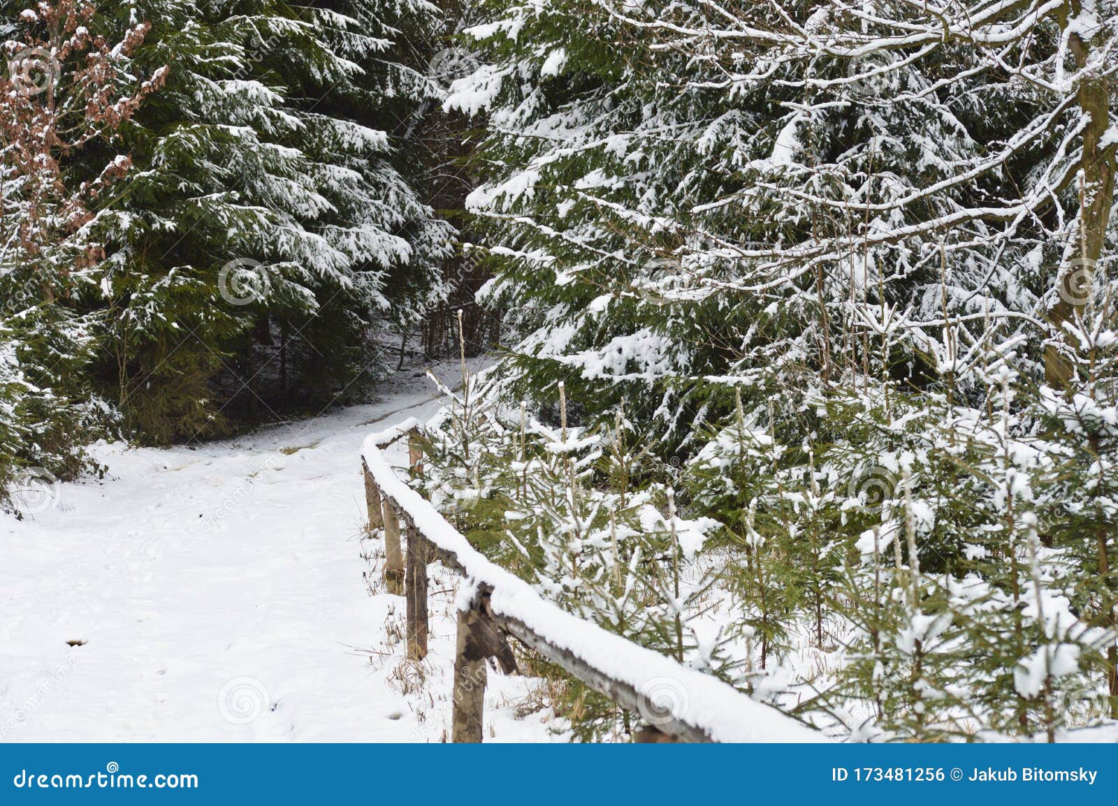 Road in the snowy forest stock photo. Image of skiing - 173481256