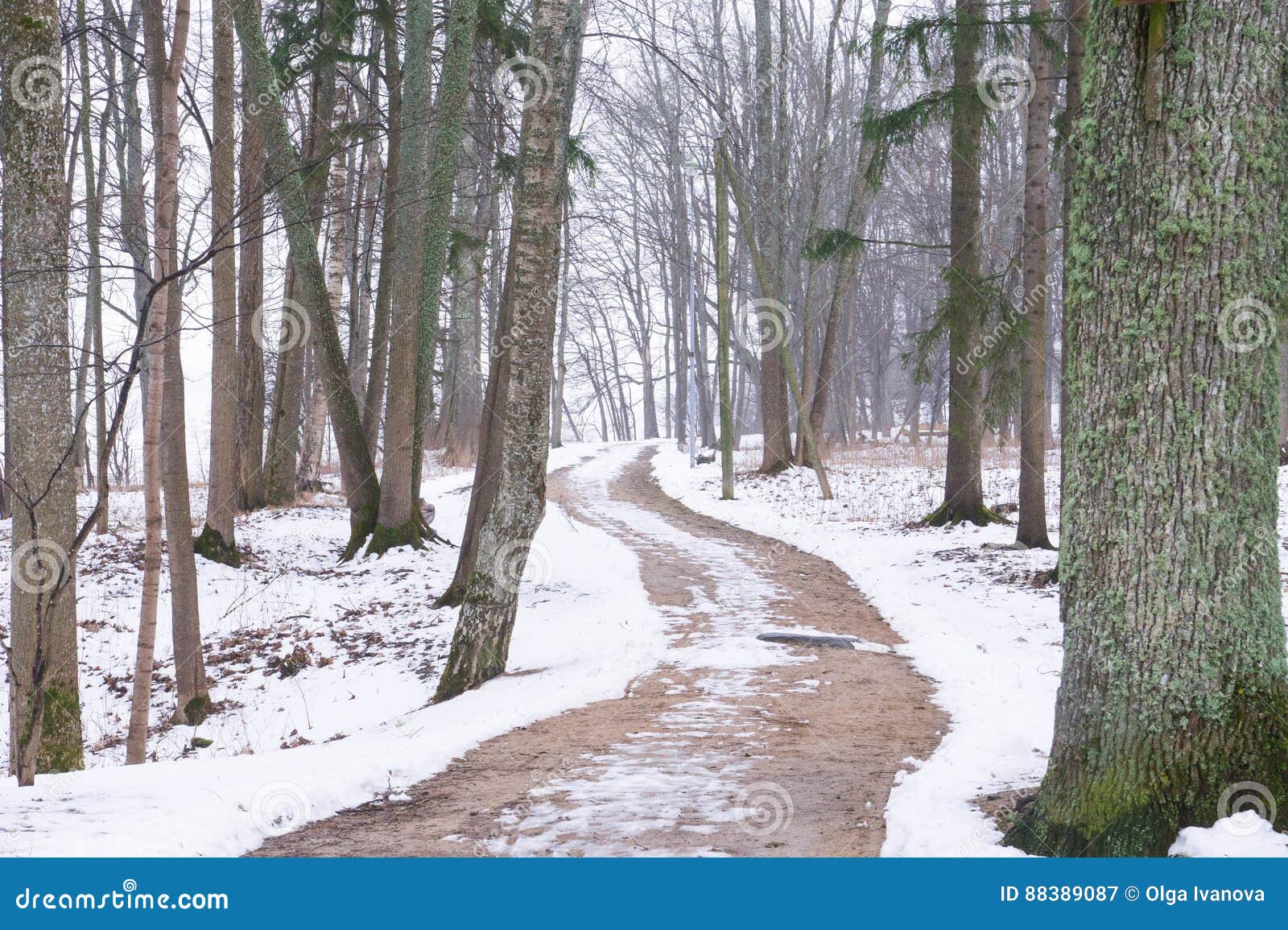 Road through the Snowy Forest Stock Image - Image of cloudy, mist: 88389087