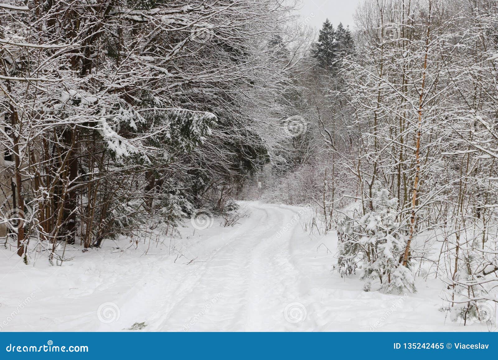 Road in the snowy forest. stock image. Image of frozen - 135242465