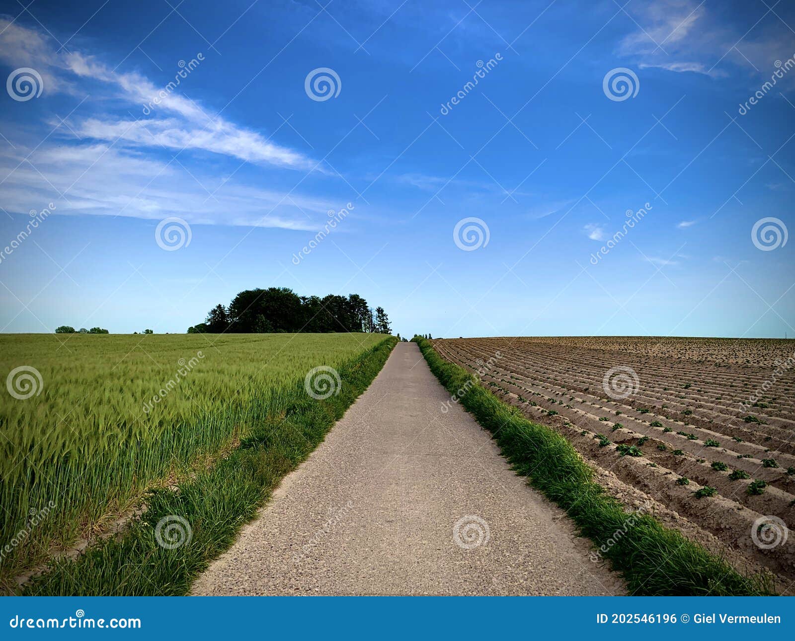 Road splits the fields stock photo. Image of clouds - 202546196
