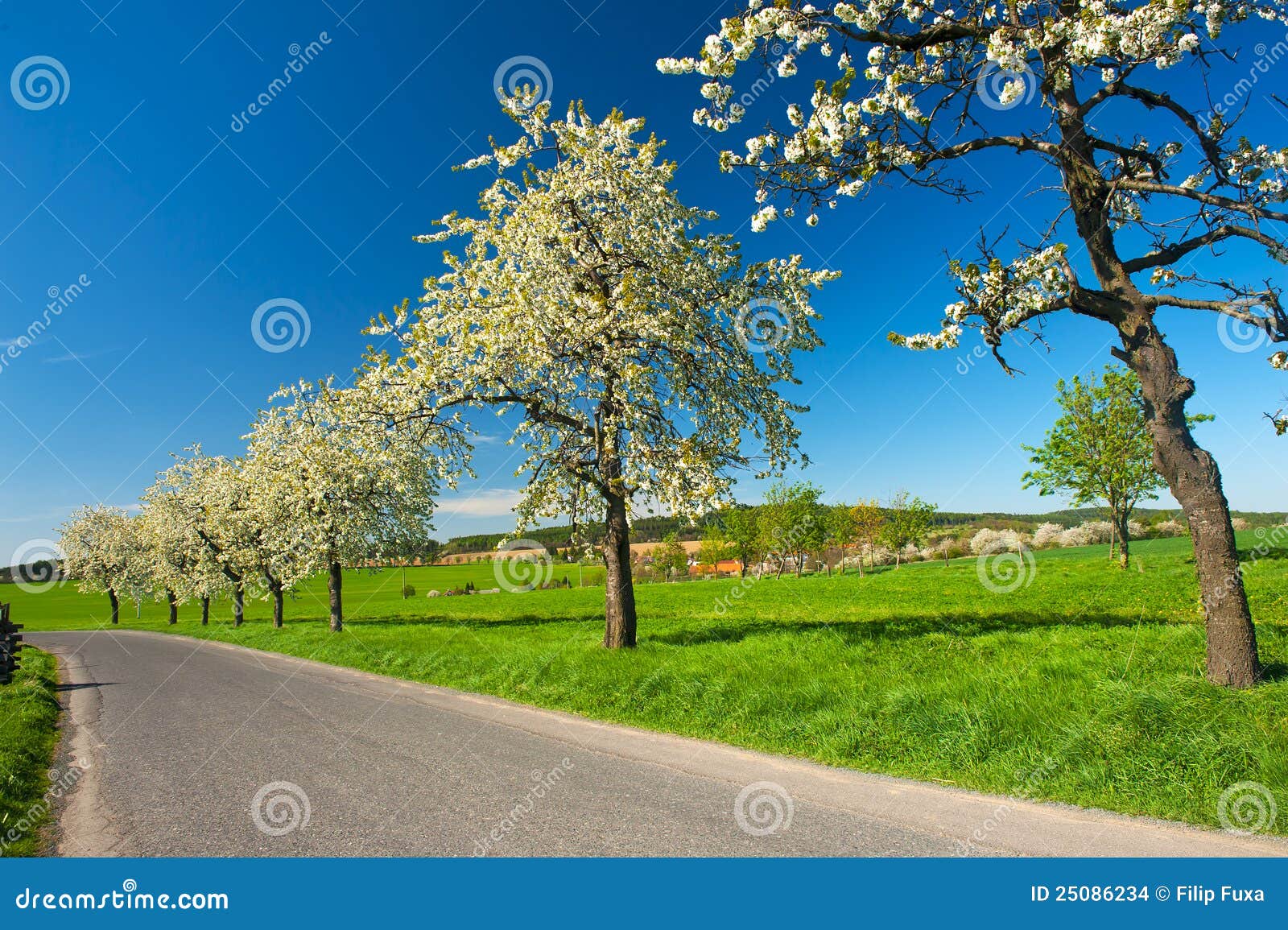 Road in the Spring stock photo. Image of apple, meadow - 25086234