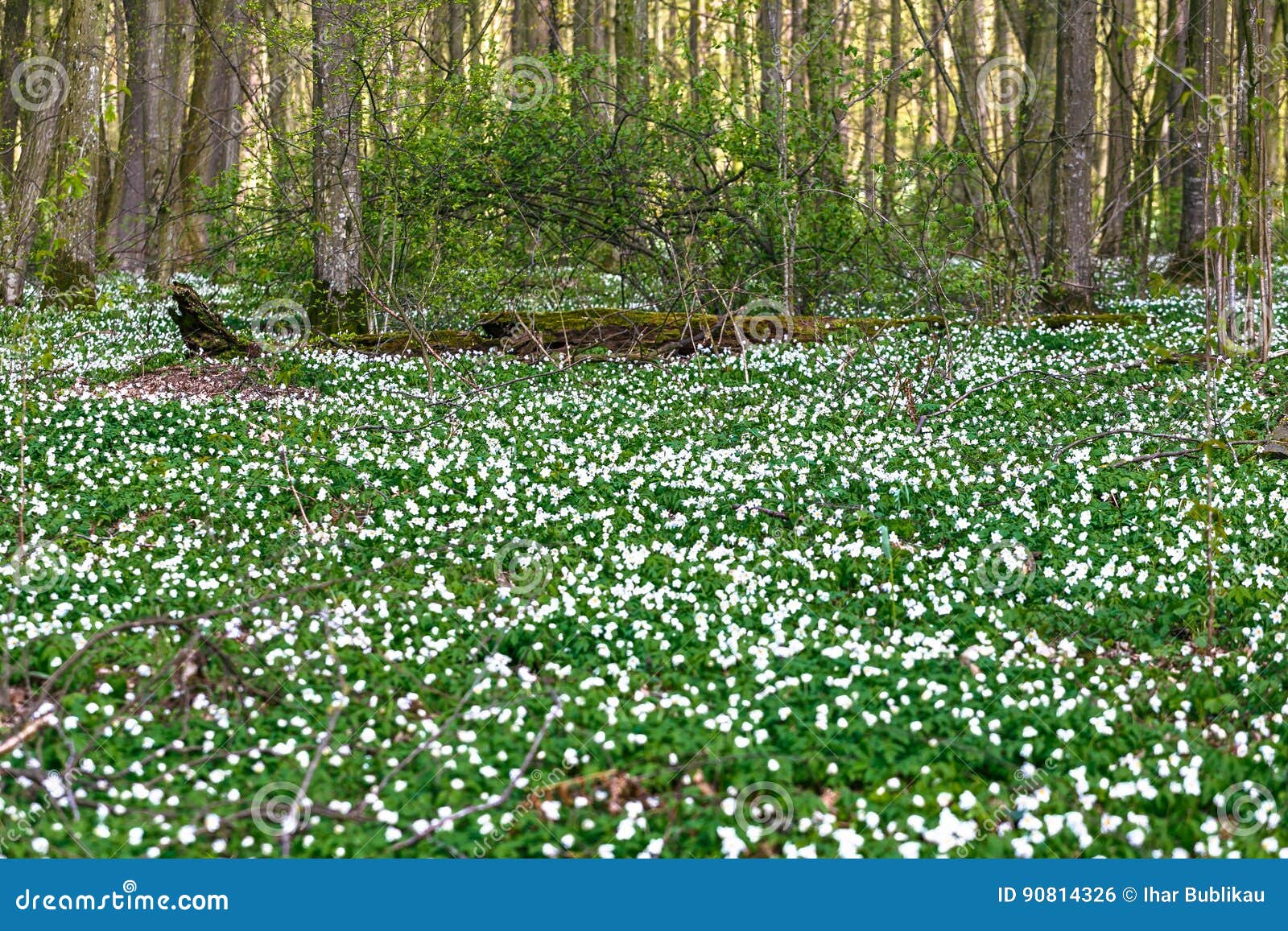 Road in a Spring Forest with Beautiful White Flowers. Stock Photo ...