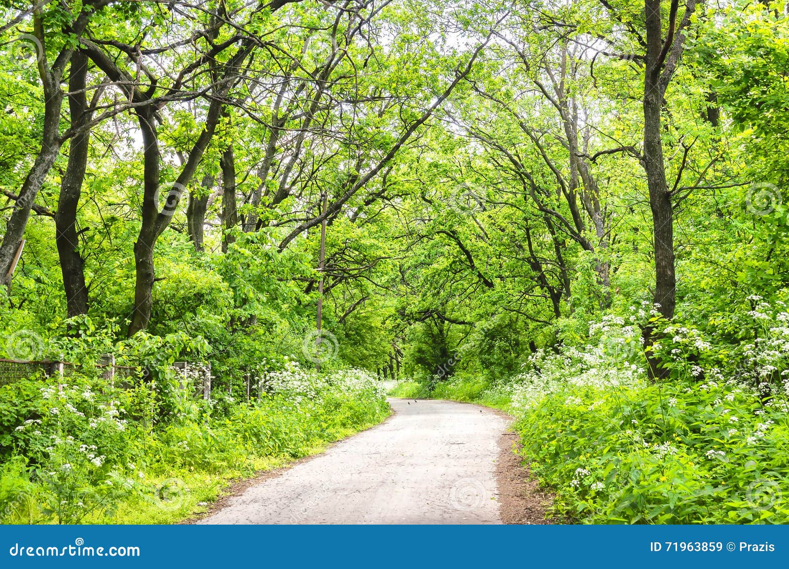 Road in the spring forest stock image. Image of environment - 71963859