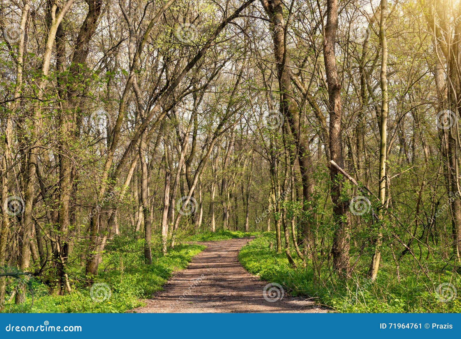 Road in the spring forest stock image. Image of road - 71964761
