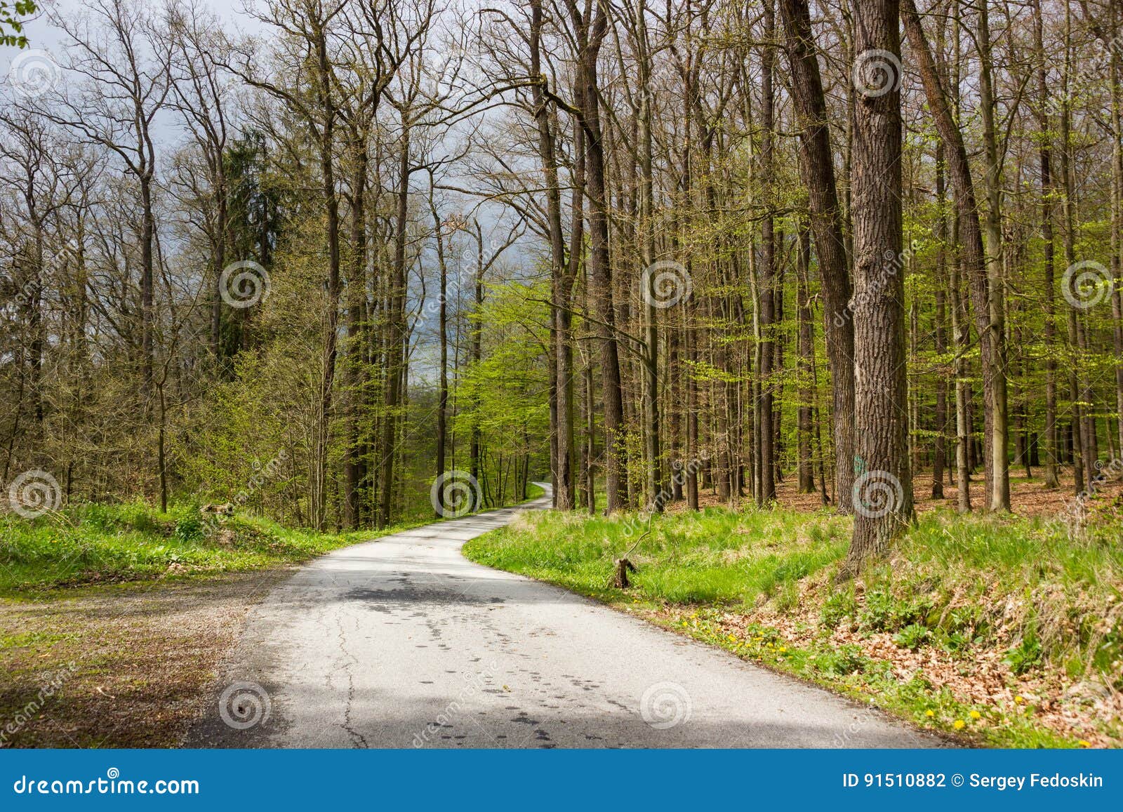 Road in spring forest. stock photo. Image of ecology - 91510882