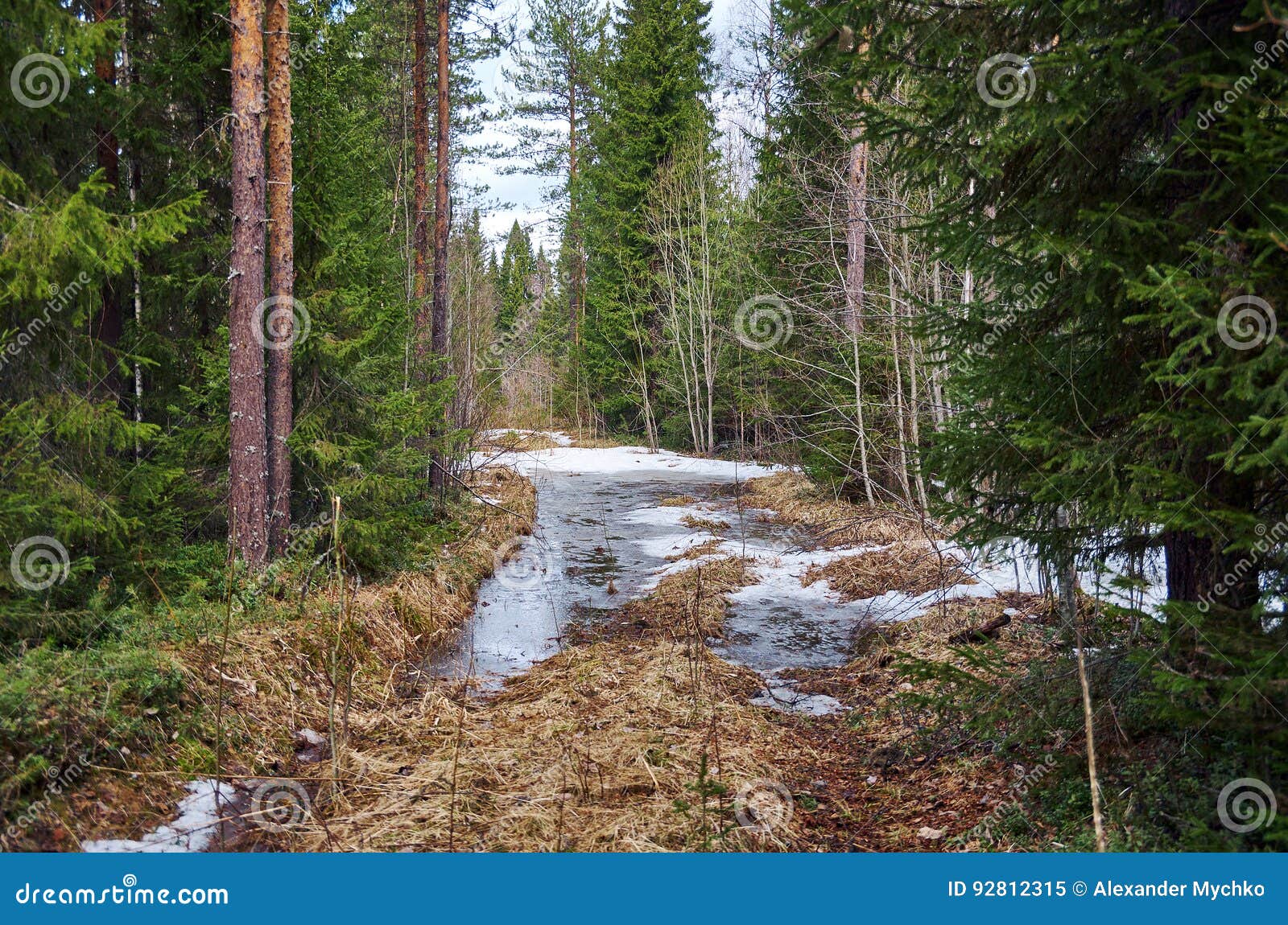 Road in spring forest stock image. Image of wood, drift - 92812315