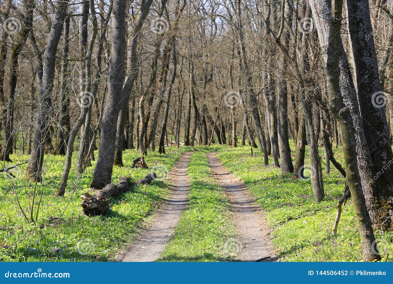 Road in spring forest stock photo. Image of birch, lush - 144506452