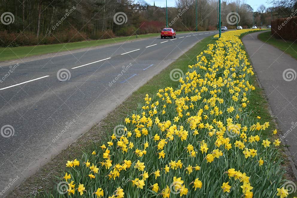 Road in Springtime stock image. Image of daffodils, springtime - 1762063