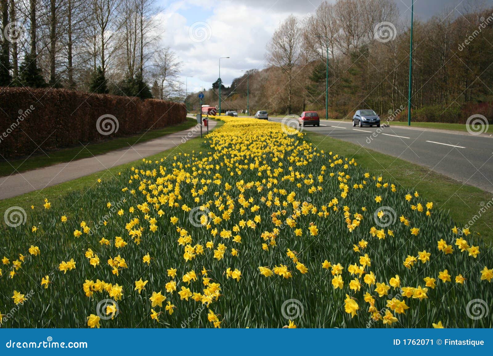 Road in Springtime stock image. Image of spring, daffodils - 1762071