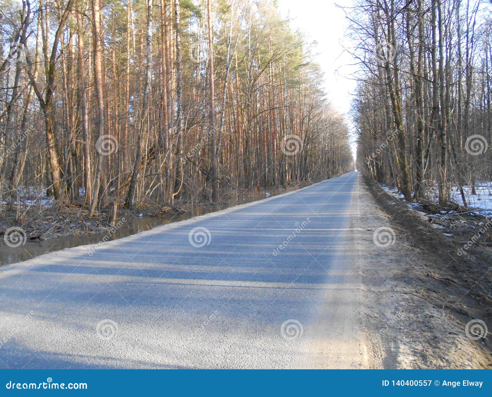 Road in Start of Spring in Sunny Day with High Trees and Shadows. Stock ...