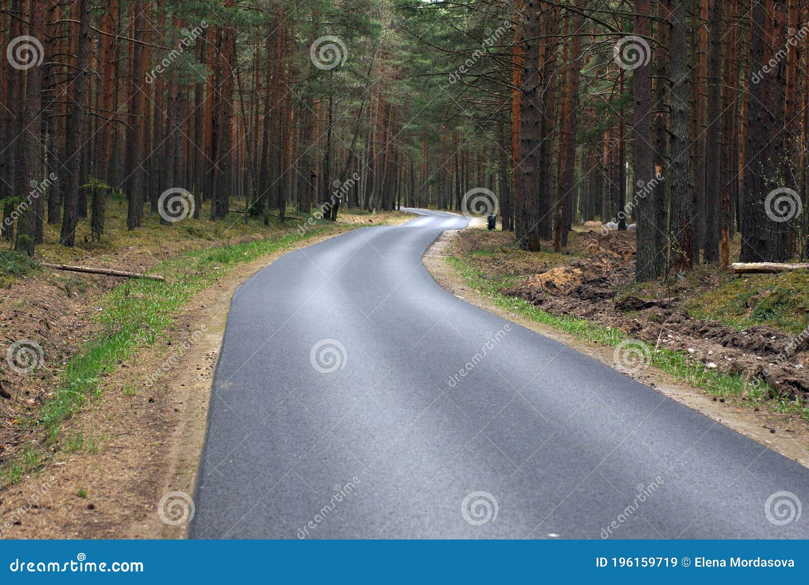 A Road Stretching into the Distance among a Beautiful Pine Forest Stock ...