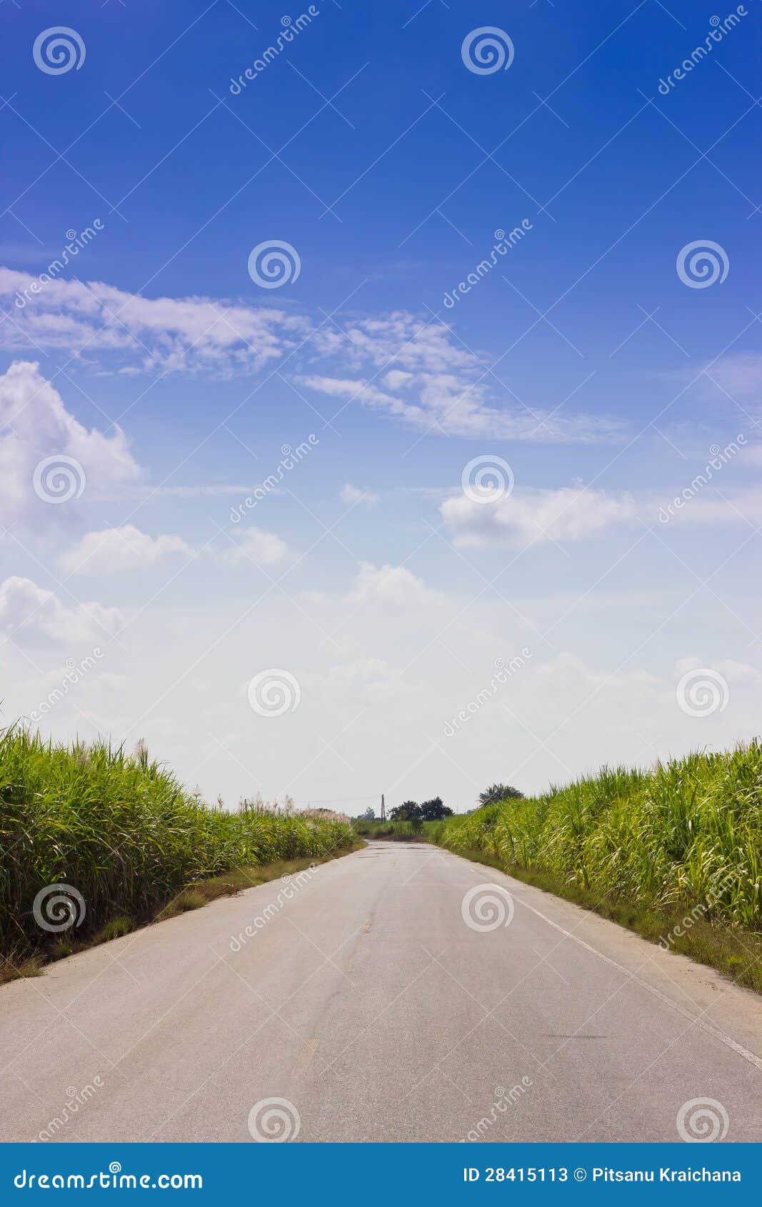 Road between Sugar Cane Fields. Stock Image - Image of organic, cane ...