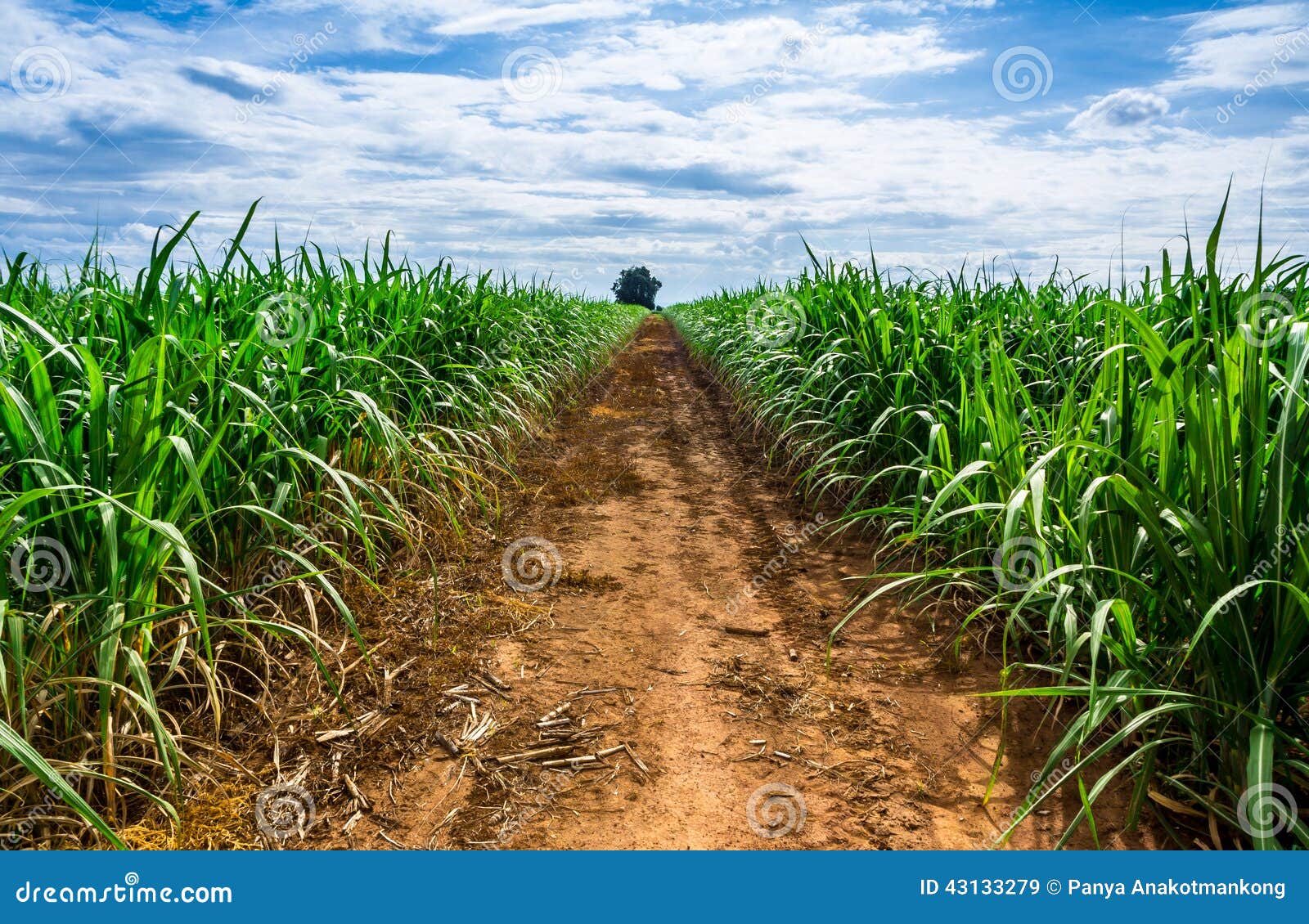 Sugarcane Farm, Sugar Cane Plantation, Cane Royalty-Free Stock Image ...