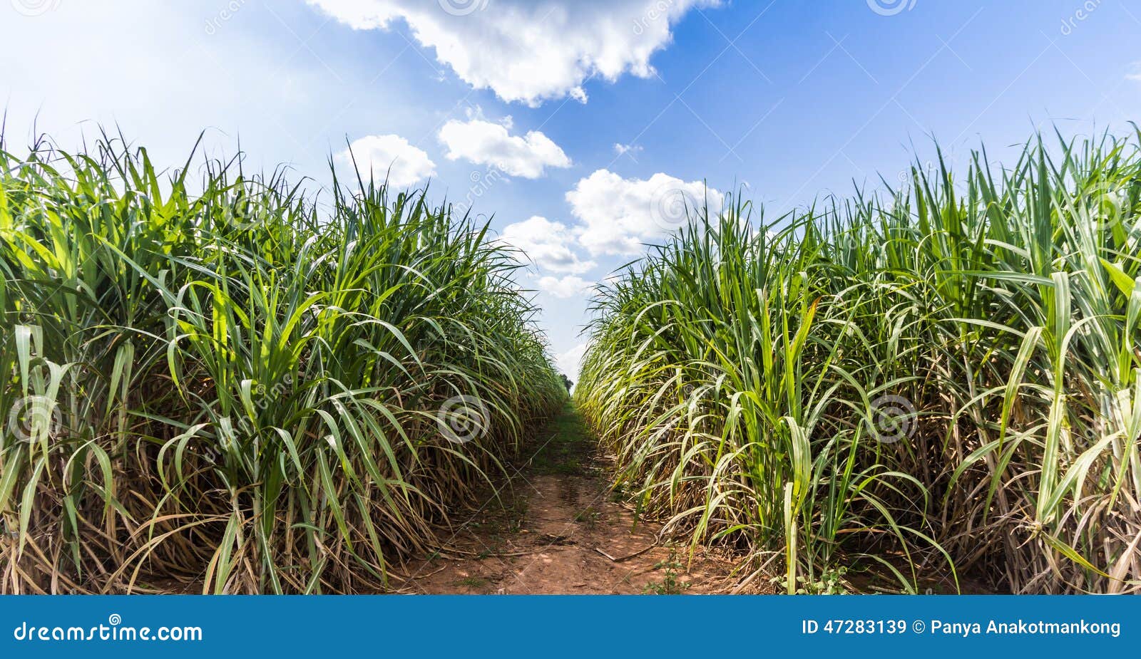 Road in Sugarcane farm. stock image. Image of ethanol - 47283139