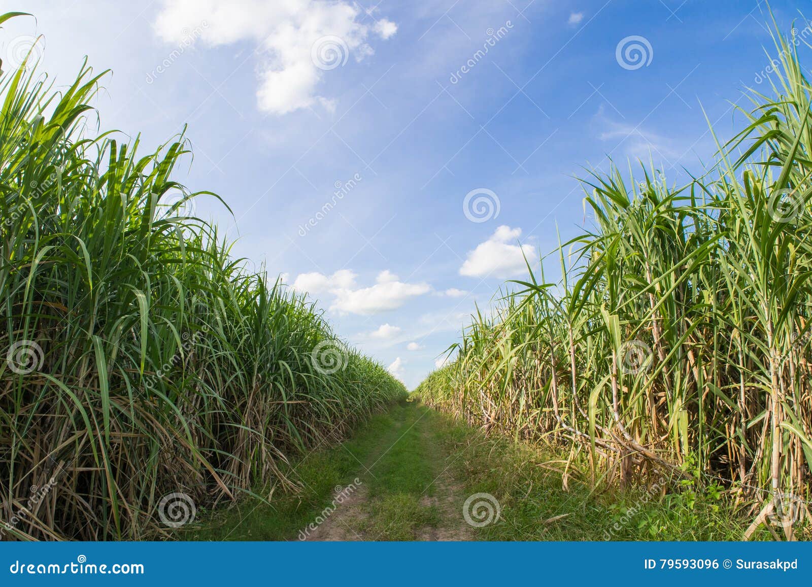 Road among Sugarcane Field with Blue Sky. Stock Photo - Image of ...