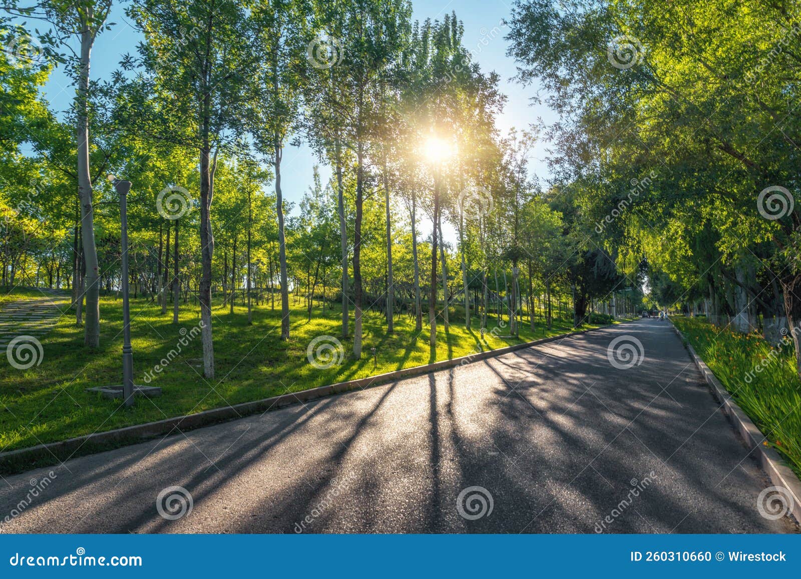 Road and the Sun S Rays Penetrating through Trees in the Forest Stock ...