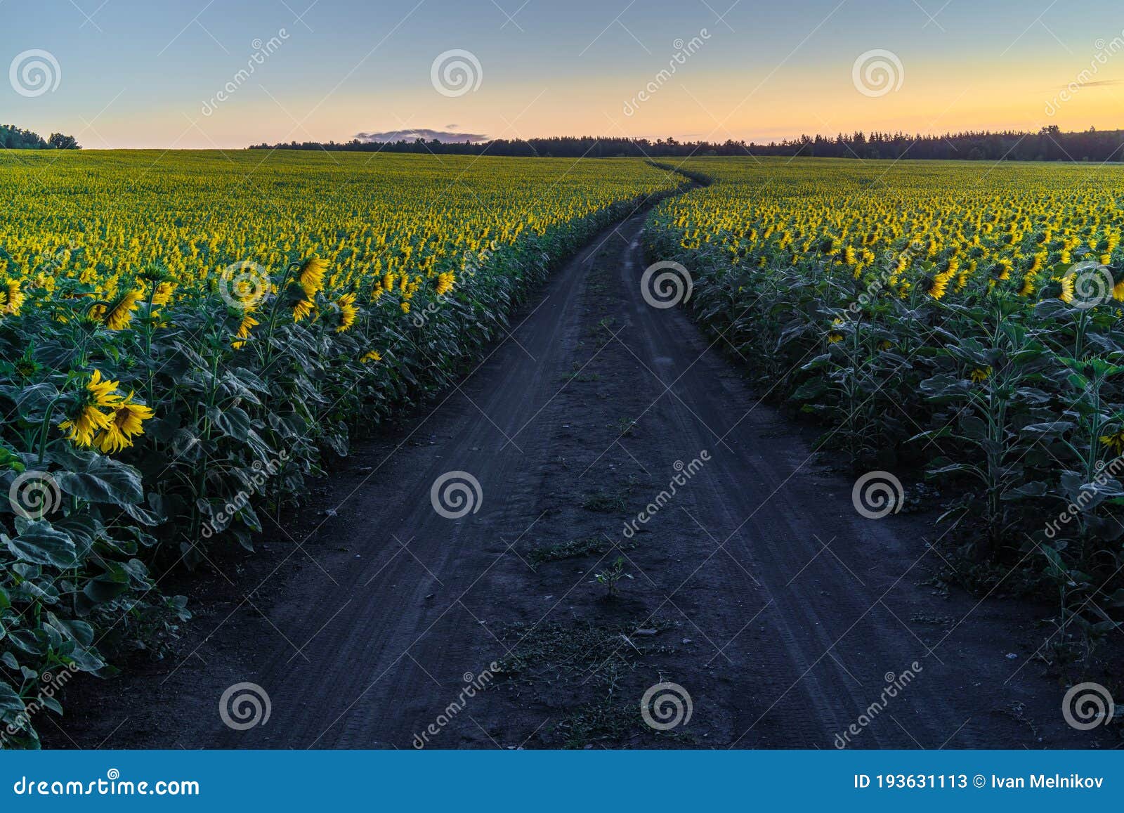 The Road through the Sunflower Field in the Dawn Rays Stock Image ...