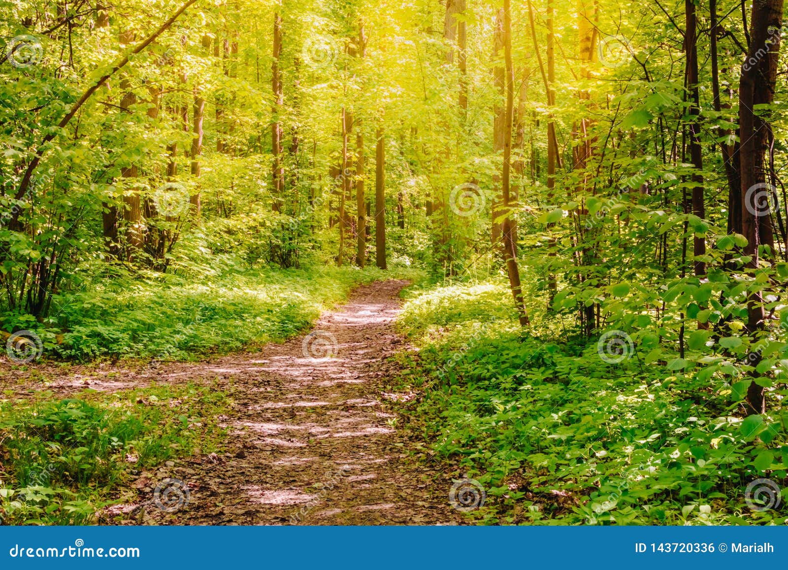 Road in a Sunny Summer Forest Stock Photo - Image of light, nature ...