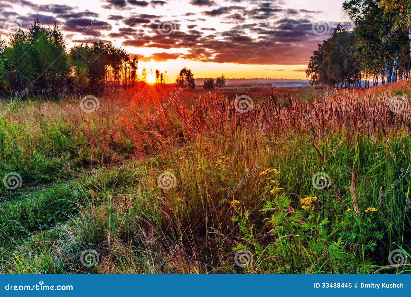 Road in sunset field stock photo. Image of plant, meadow - 33488446