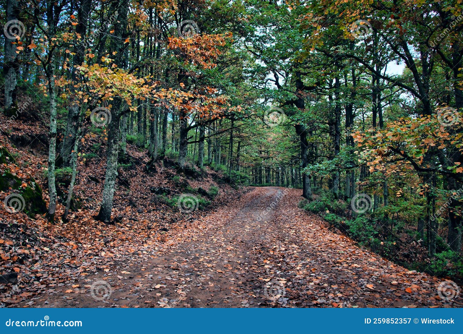 Road Surrounded by Autumn Trees in the Forest Stock Image - Image of ...