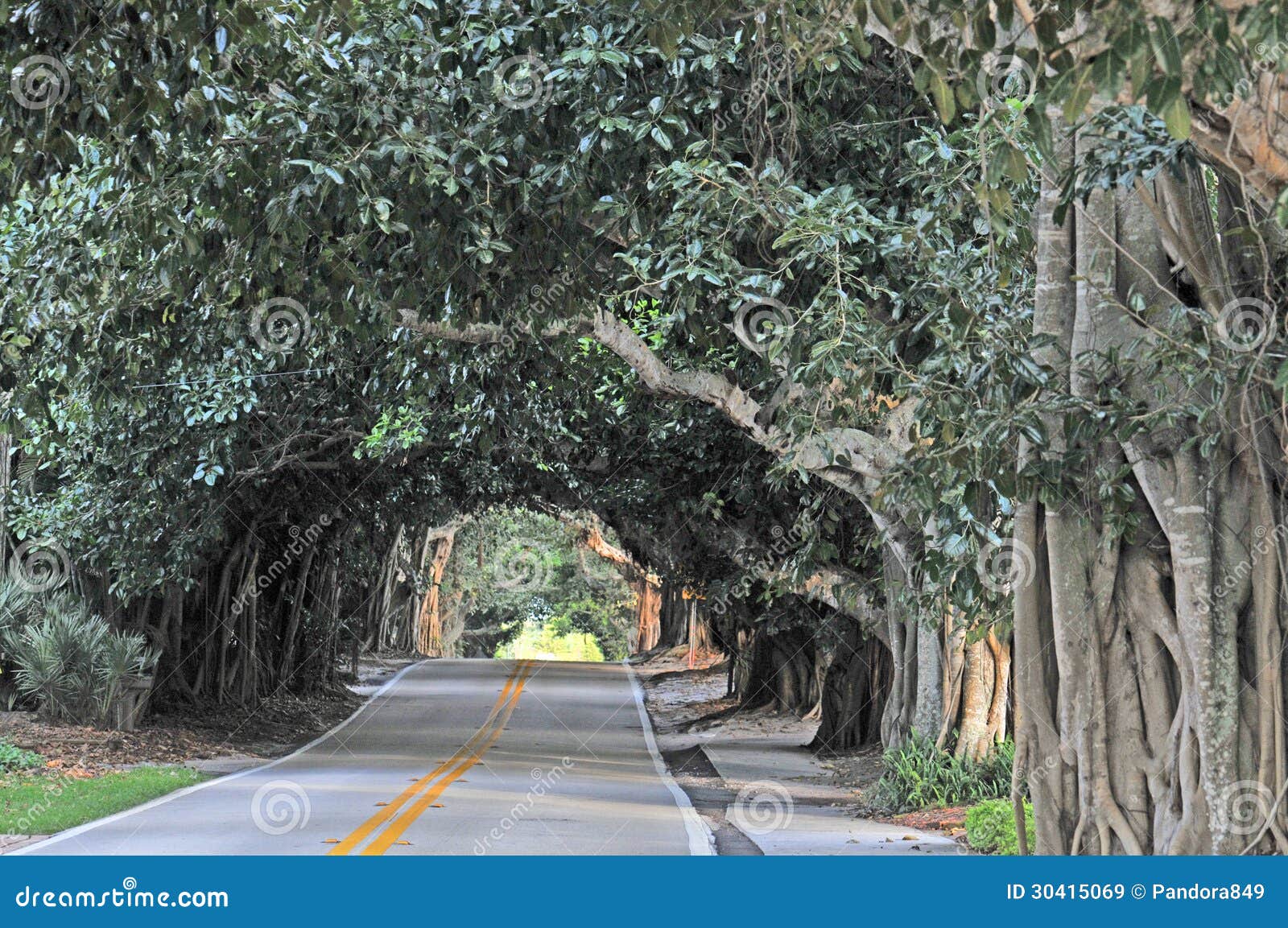 Road Surrounded by Banyan Trees Stock Image - Image of tunnel, vacation ...