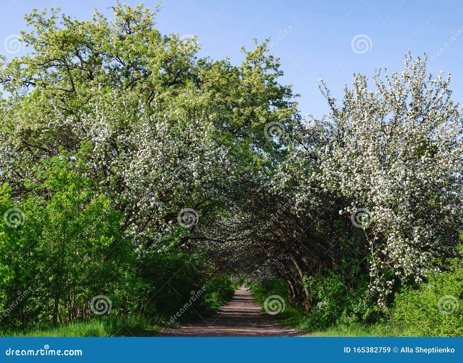 The Road is Surrounded by Flowering Fruit Trees, a Beautiful Springtime ...