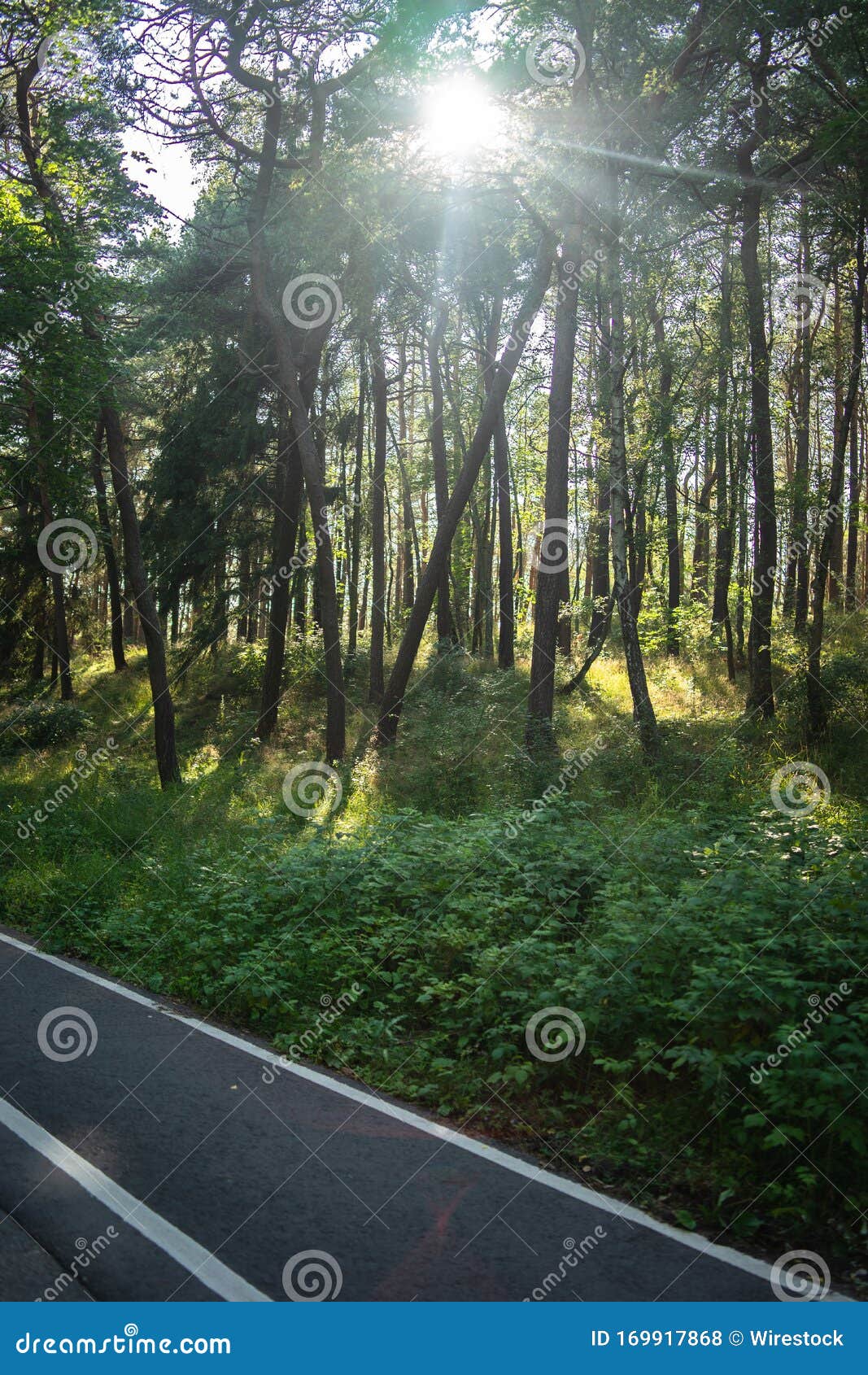 Road Surrounded by a Forest Covered in Bushes and Trees Under Sunlight ...