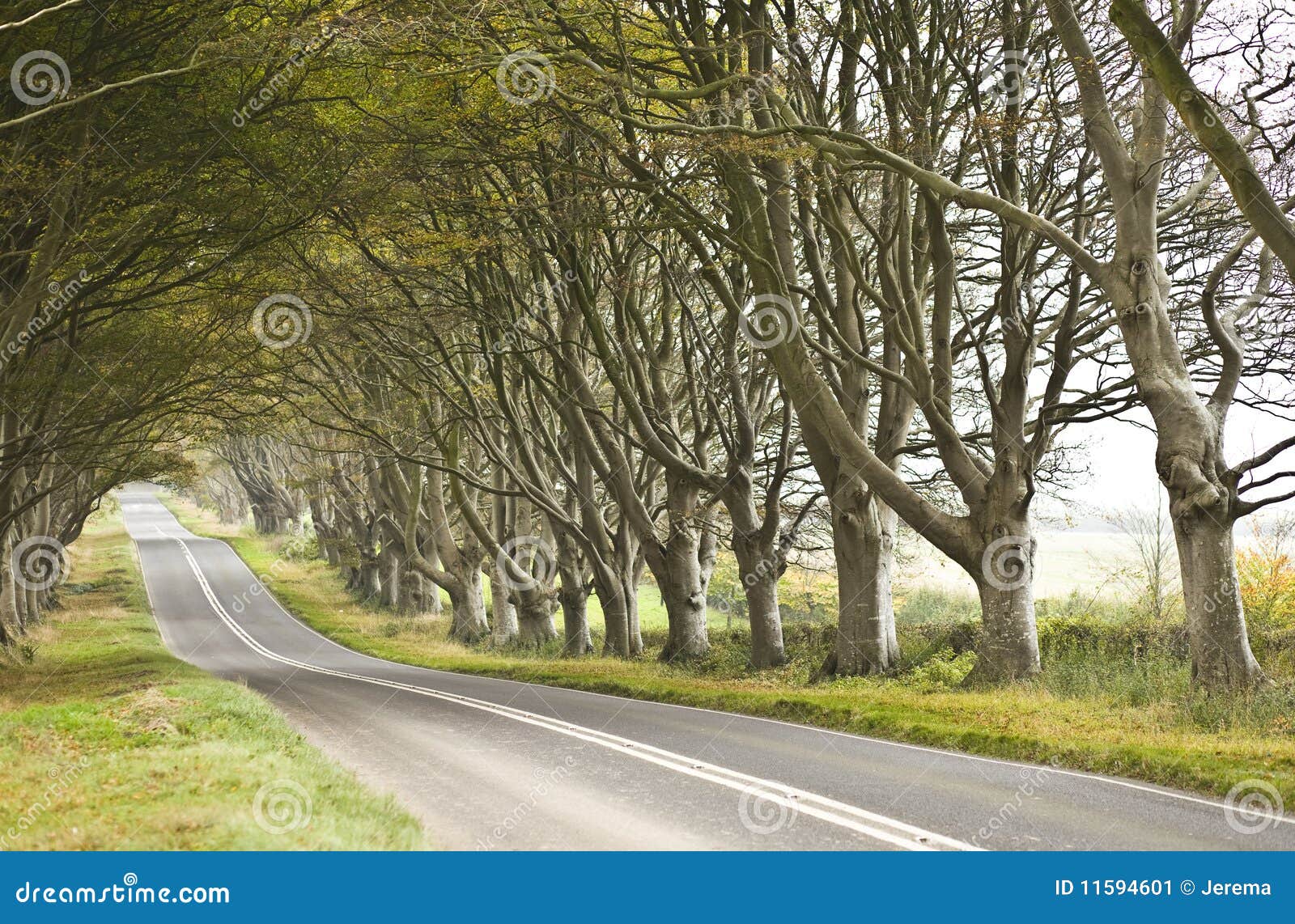 Road Surrounded by Old Trees Stock Image - Image of golden, land: 11594601
