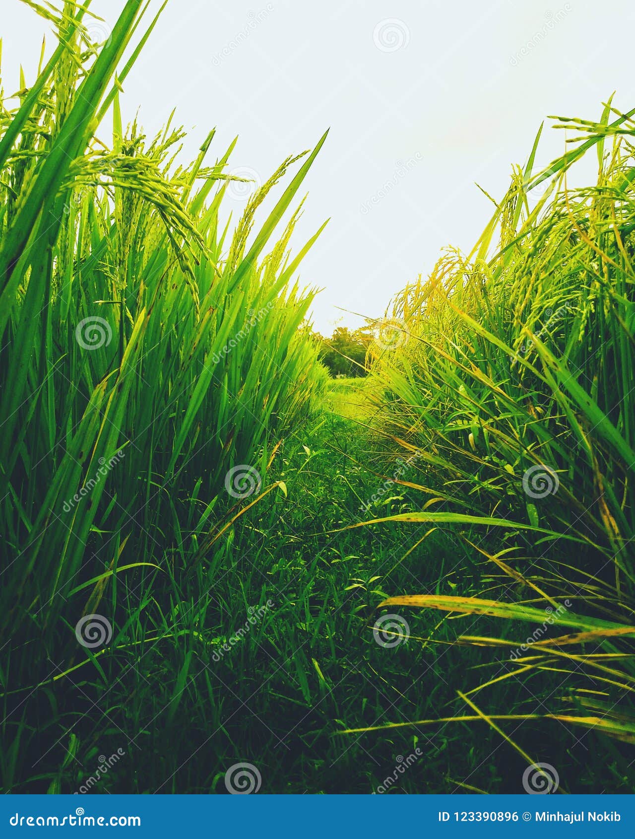 Road through paddy fields stock photo. Image of road - 123390896