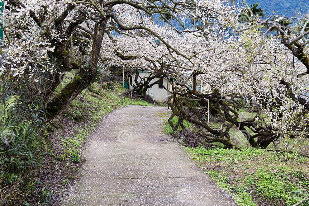 A Road Surrounded with Prunus Mume Stock Photo - Image of color ...