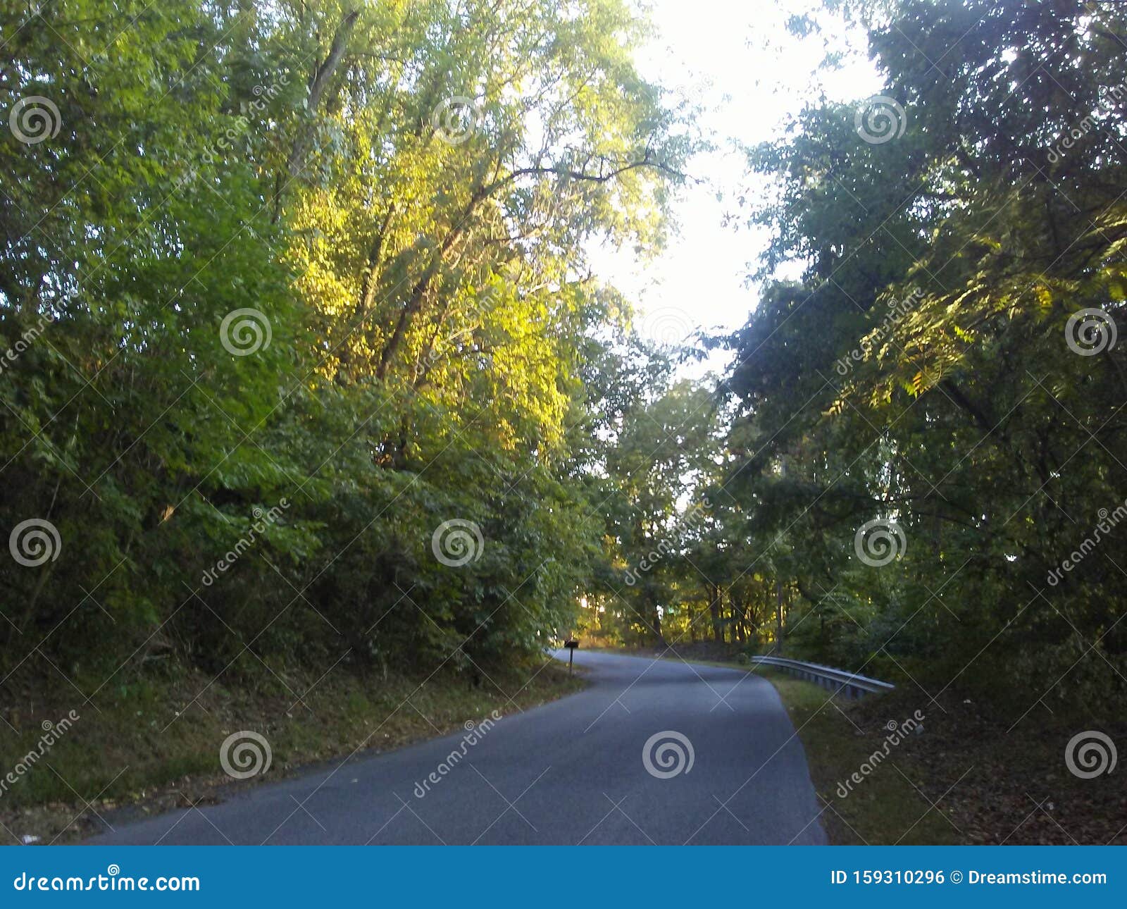 Road Surrounded by Trees and Leaves and Bright Sky Stock Photo - Image ...
