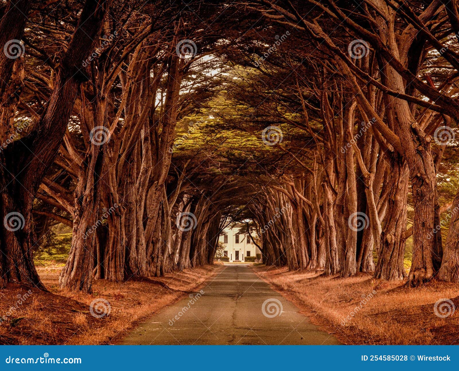 Road Surrounded by Trees in a Park Stock Photo - Image of travel ...