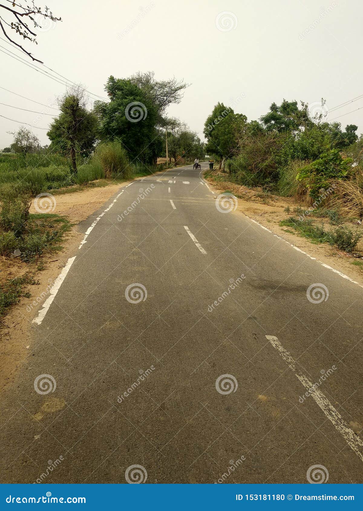 A Road Surrounded with Trees Editorial Image - Image of ghat, milk ...