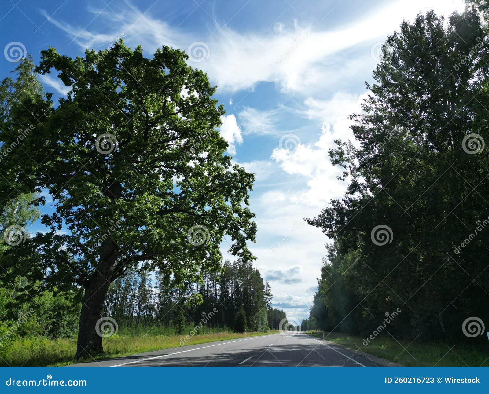 Road Surrounded by Trees Under a Cloudy Sky Stock Image - Image of ...