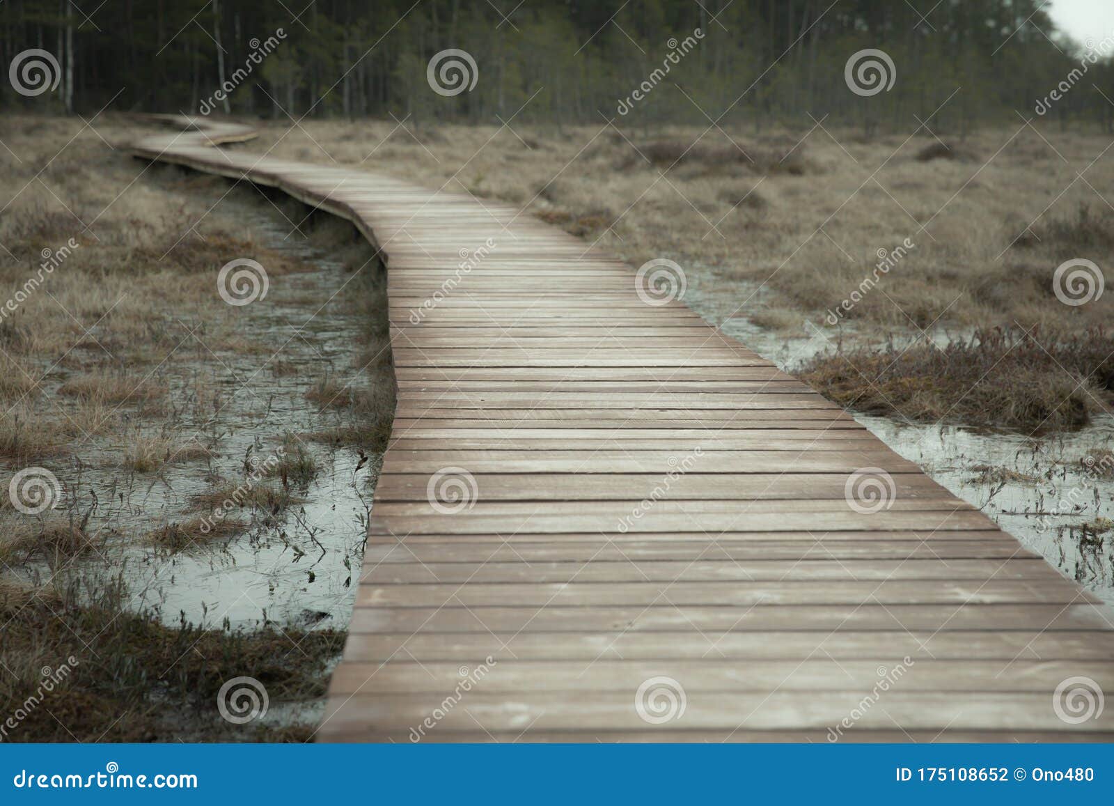 Road in the Swamp. Wooden Path in the Woods. Stock Photo - Image of ...